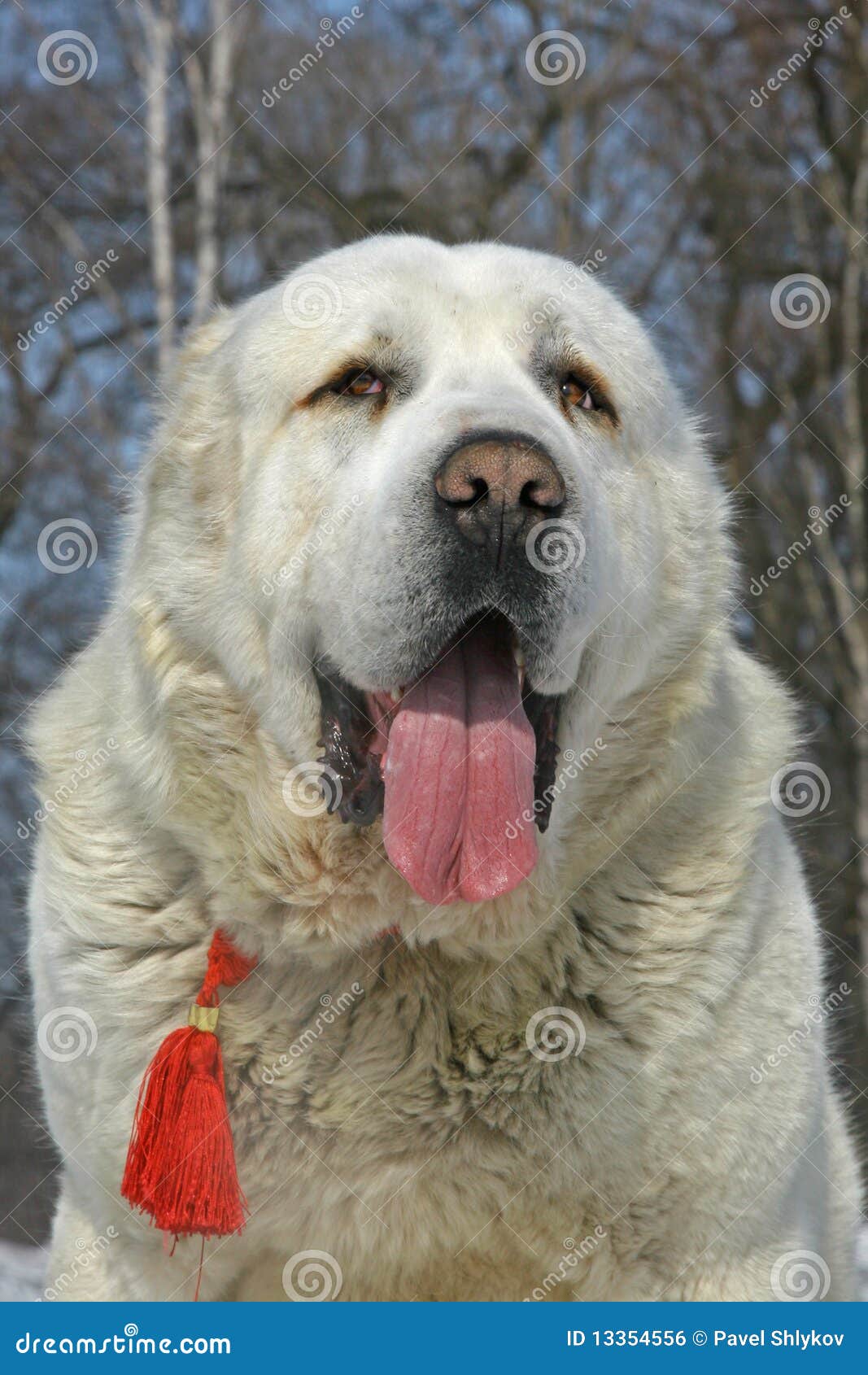 Alabai stock photo. Image of smiling, label, nice, love - 13354556