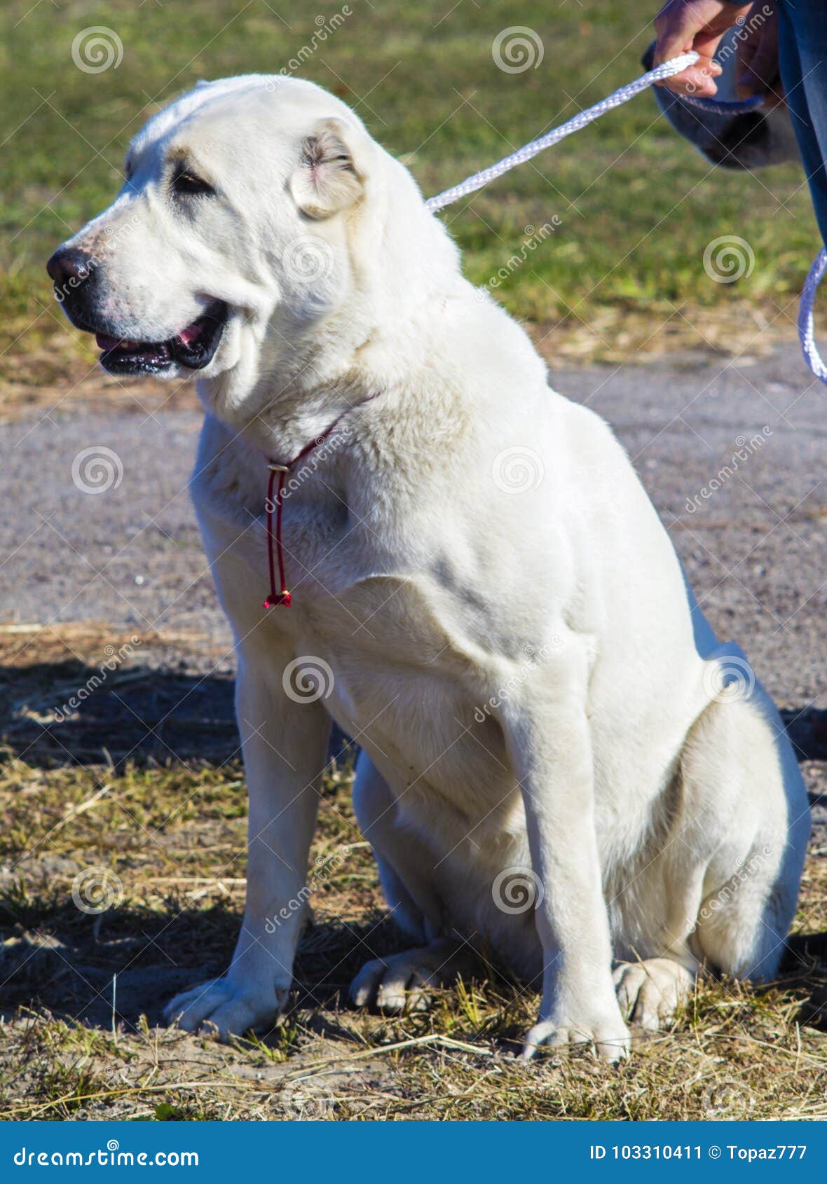 Alabai Central Asian Shepherd Dog Stock Image - Image of furry, nature ...