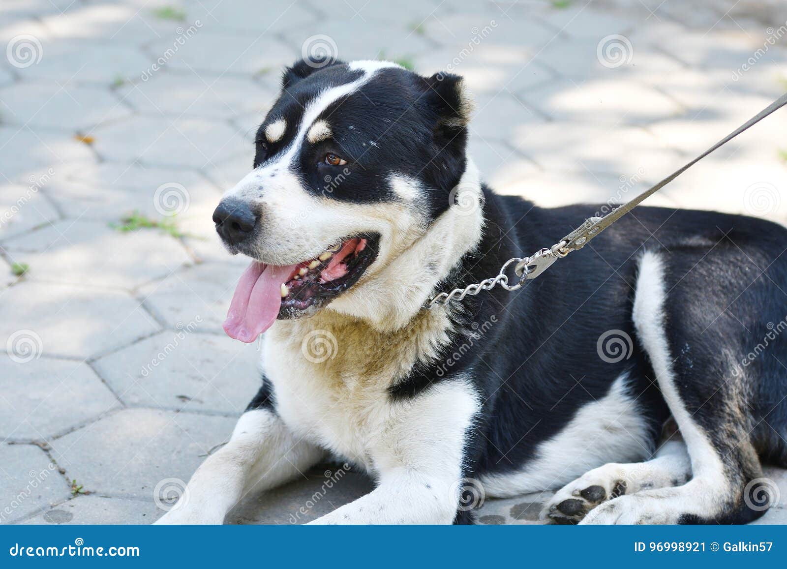 Alabai or Central Asian Shepherd Dog Stock Image - Image of asian ...