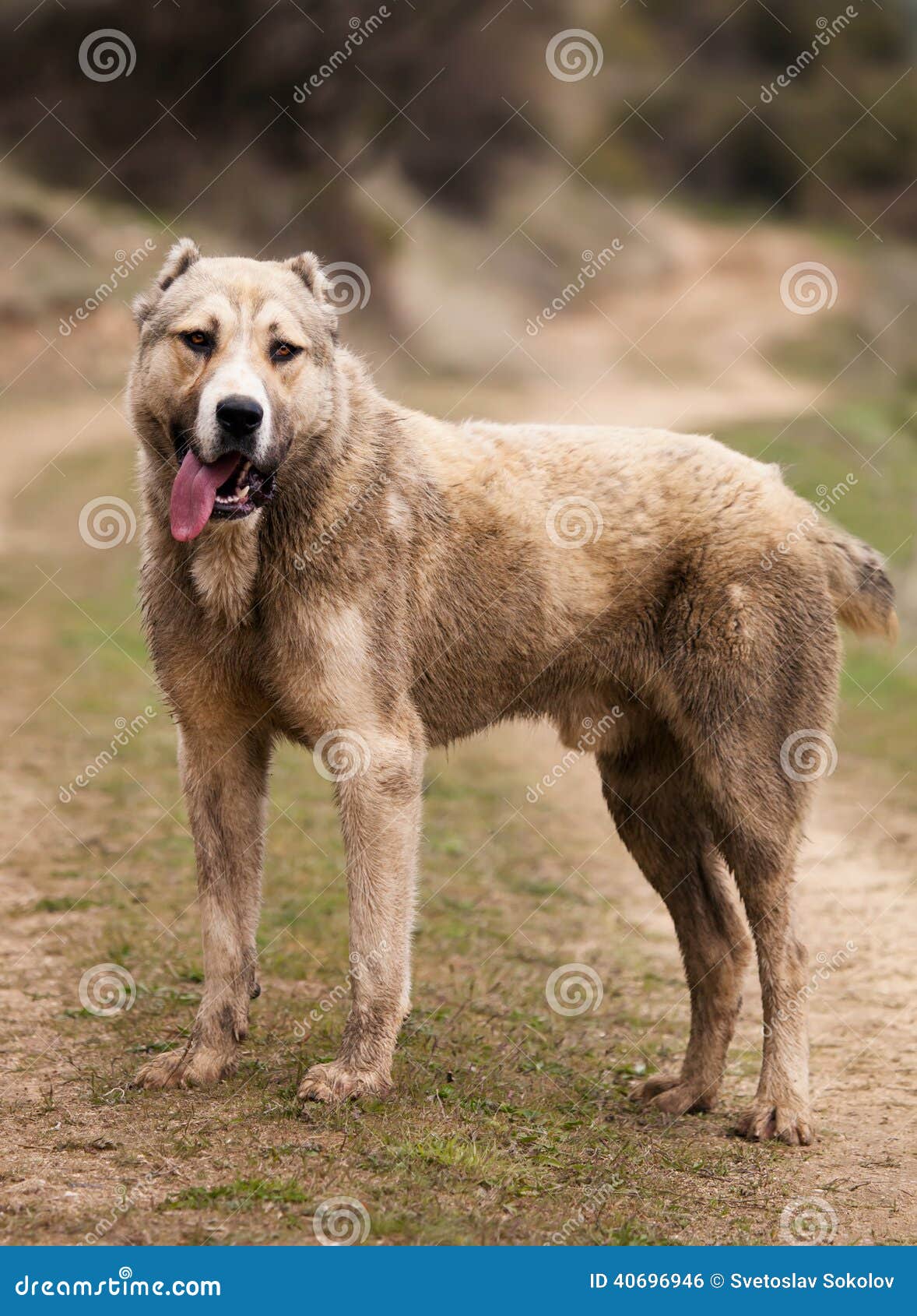 Alabai dog stock photo. Image of landscape, protection - 40696946