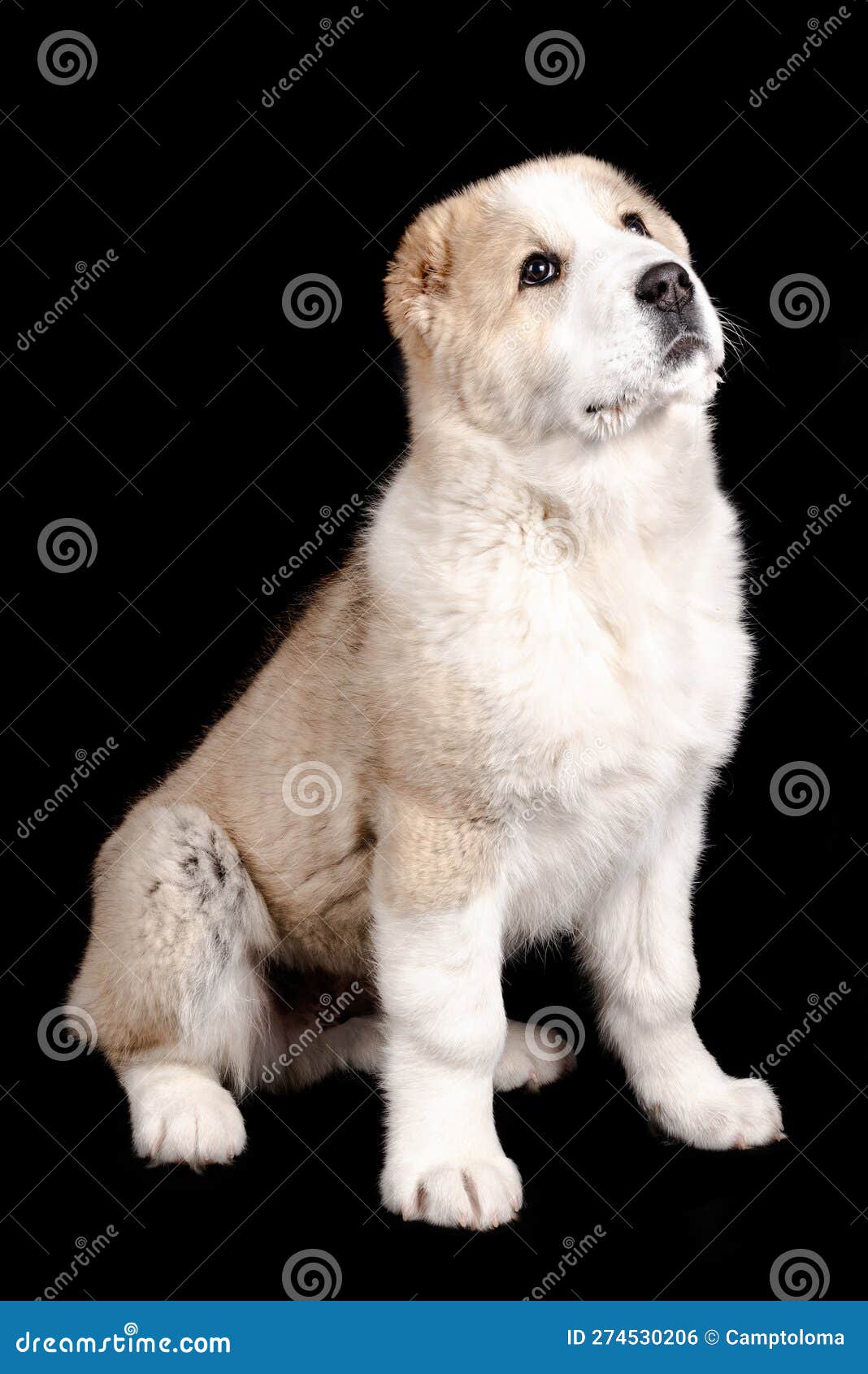 Alabai puppy sitting stock photo. Image of baby, head - 274530206