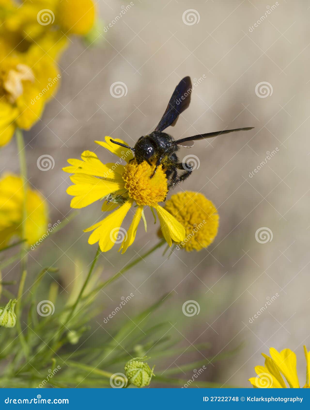Alabama Bitterweed and Black Wasp Stock Photo - Image of golden, bugs ...