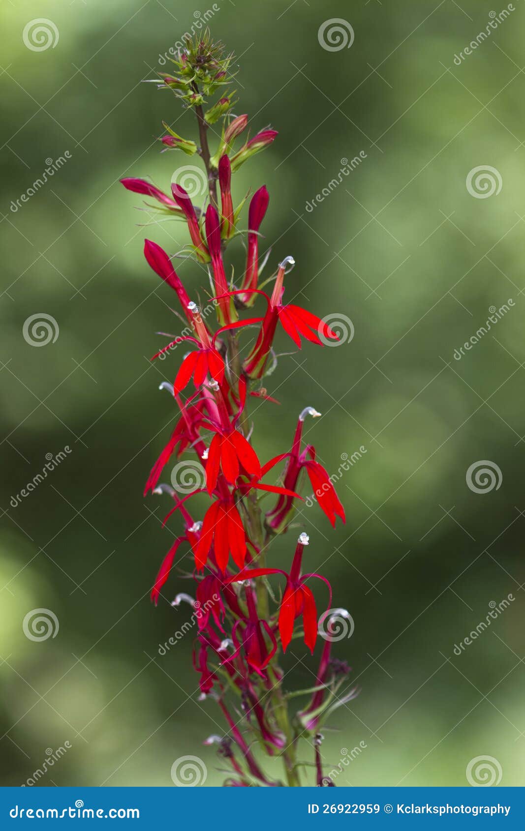 Alabama Cardinal Wildflower Stock Image - Image of white, alabama: 26922959