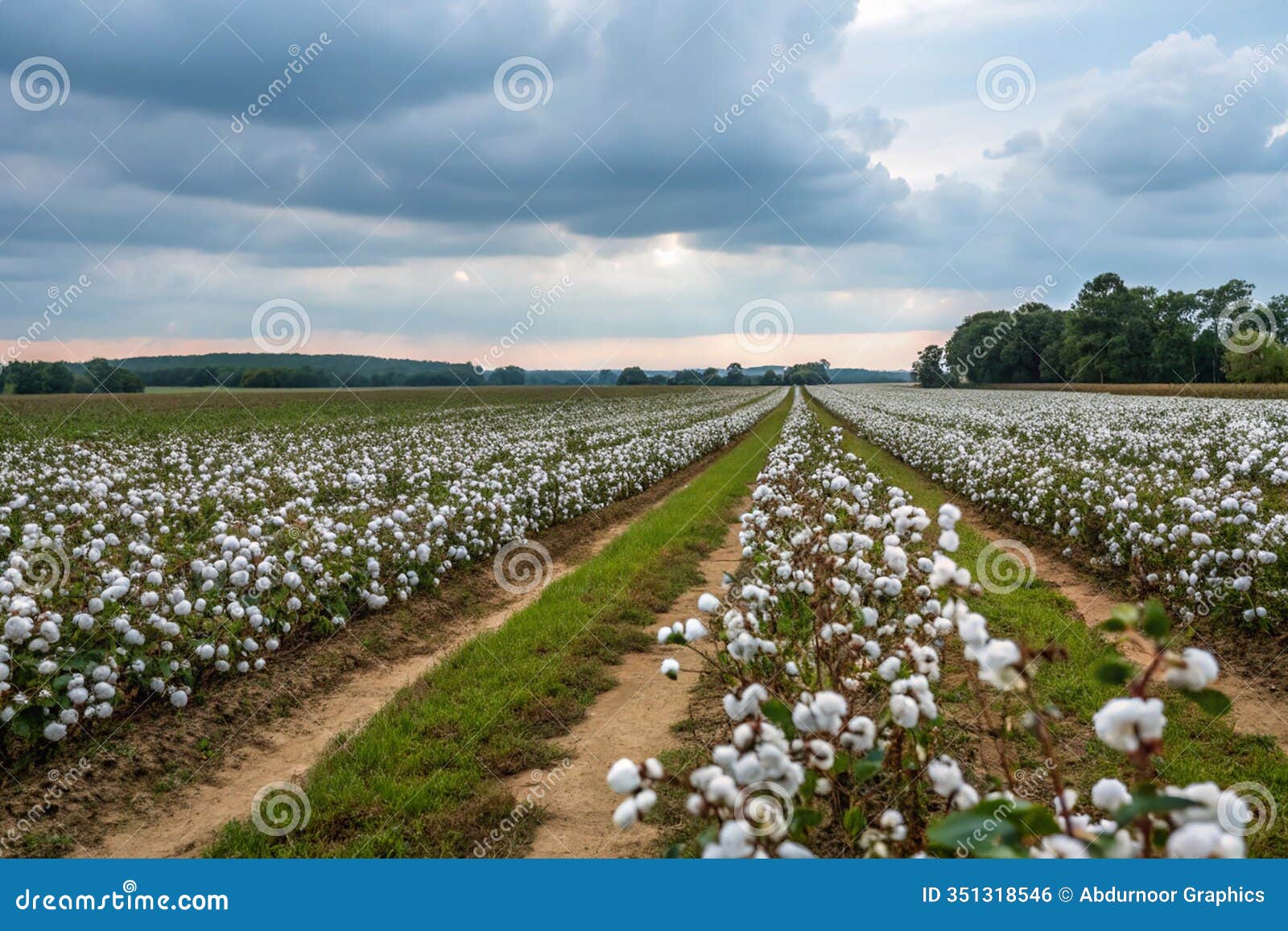 Alabama Cotton Field. Beautiful Cotton Field in Alabama Stock Photo ...