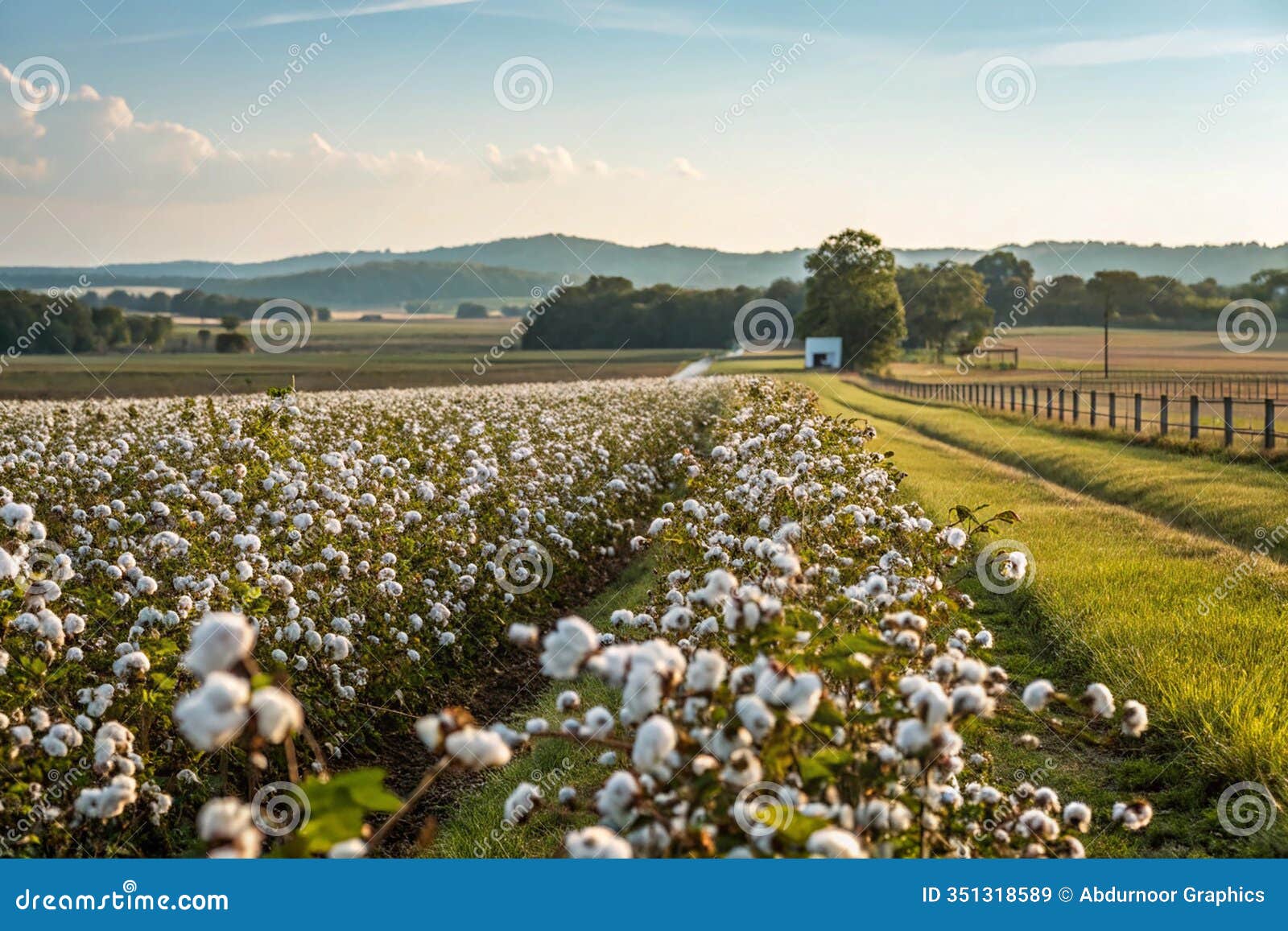 Alabama Cotton Field. Beautiful Cotton Field in Alabama Stock Image ...