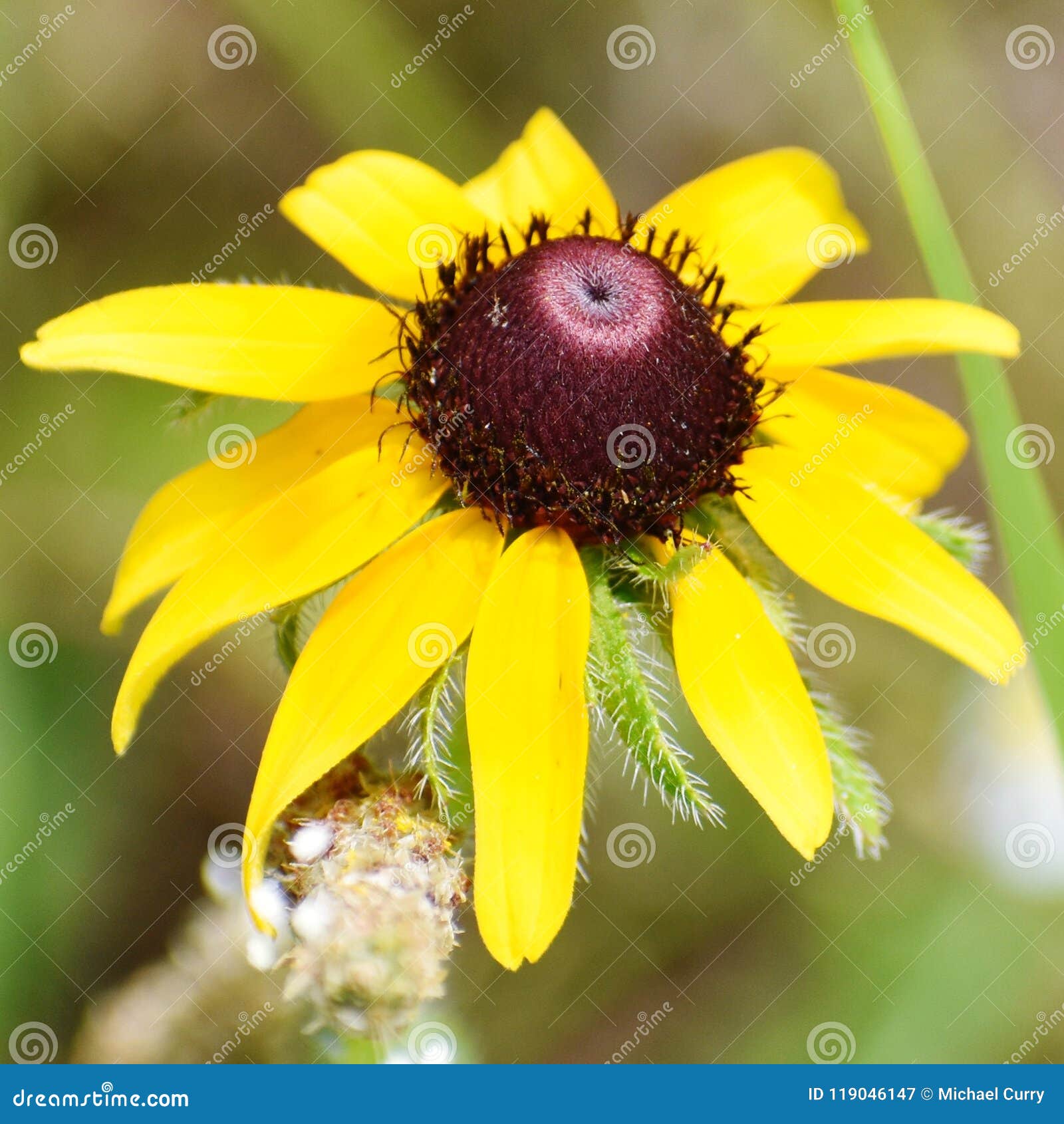 Alabama flower stock image. Image of yellow, weed, alabama - 119046147