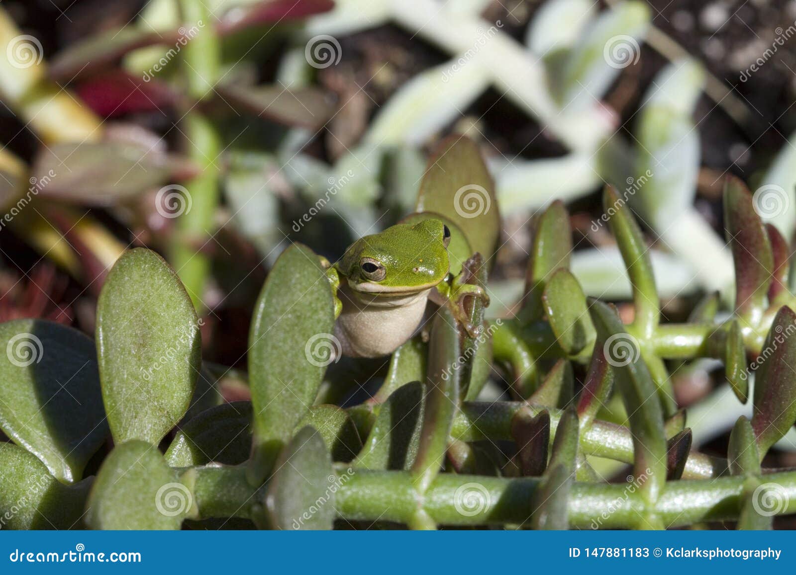 Alabama-gr?ner Baum-Frosch - Hyla Cinerea Stockbild - Bild von ...