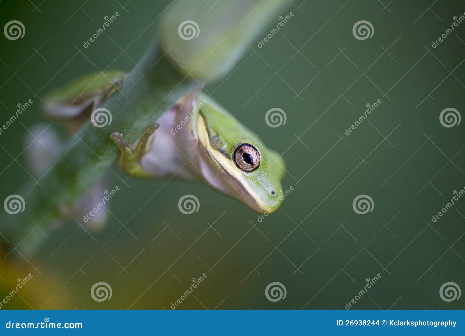 Alabama Green Tree Frog - Hyla Cinerea Stock Photo - Image of morgan ...