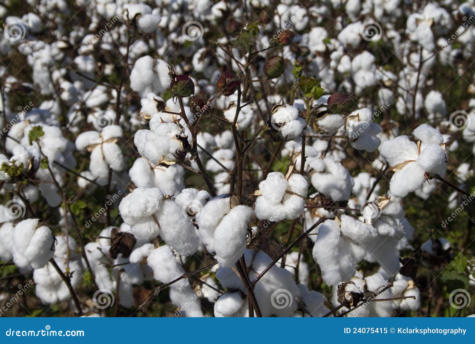 Alabama Limestone County Cotton Crop Stock Image - Image of united ...