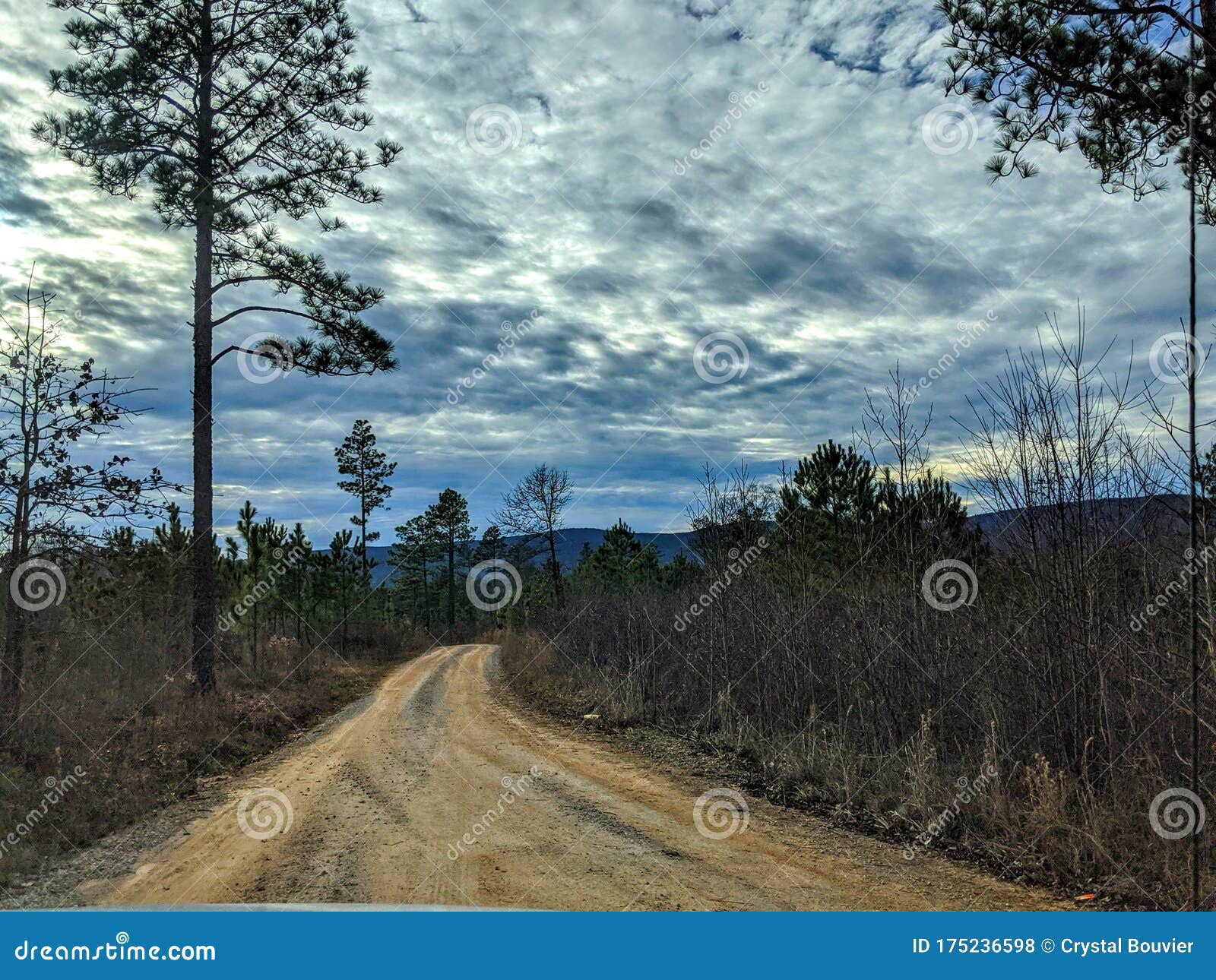 Alabama Logging Horizon stock photo. Image of skies - 175236598