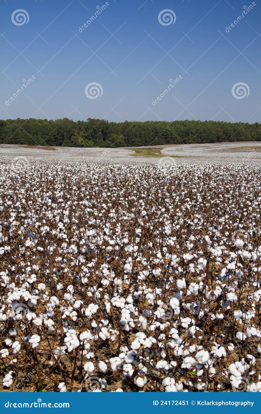 Alabama Morgan County Cotton Crop Stock Image - Image of gossypium ...