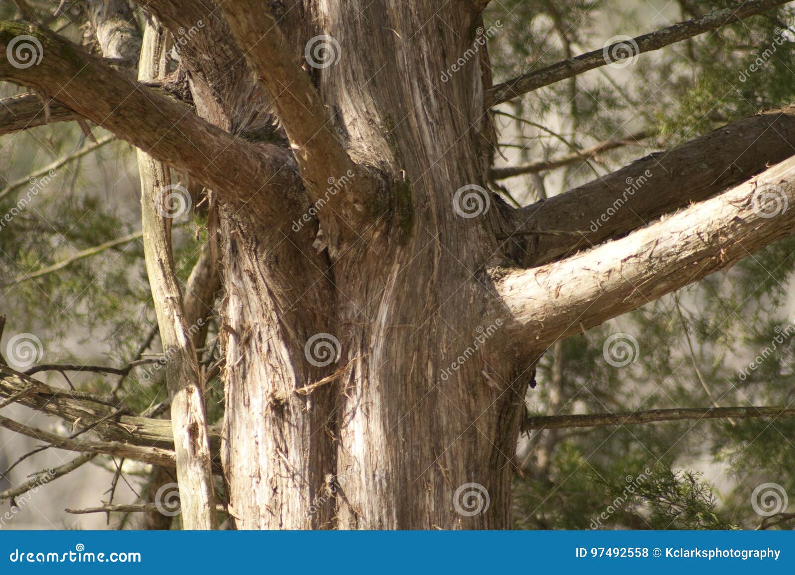 Alabama Red Cedar Bark stock photo. Image of native, branches - 97492558