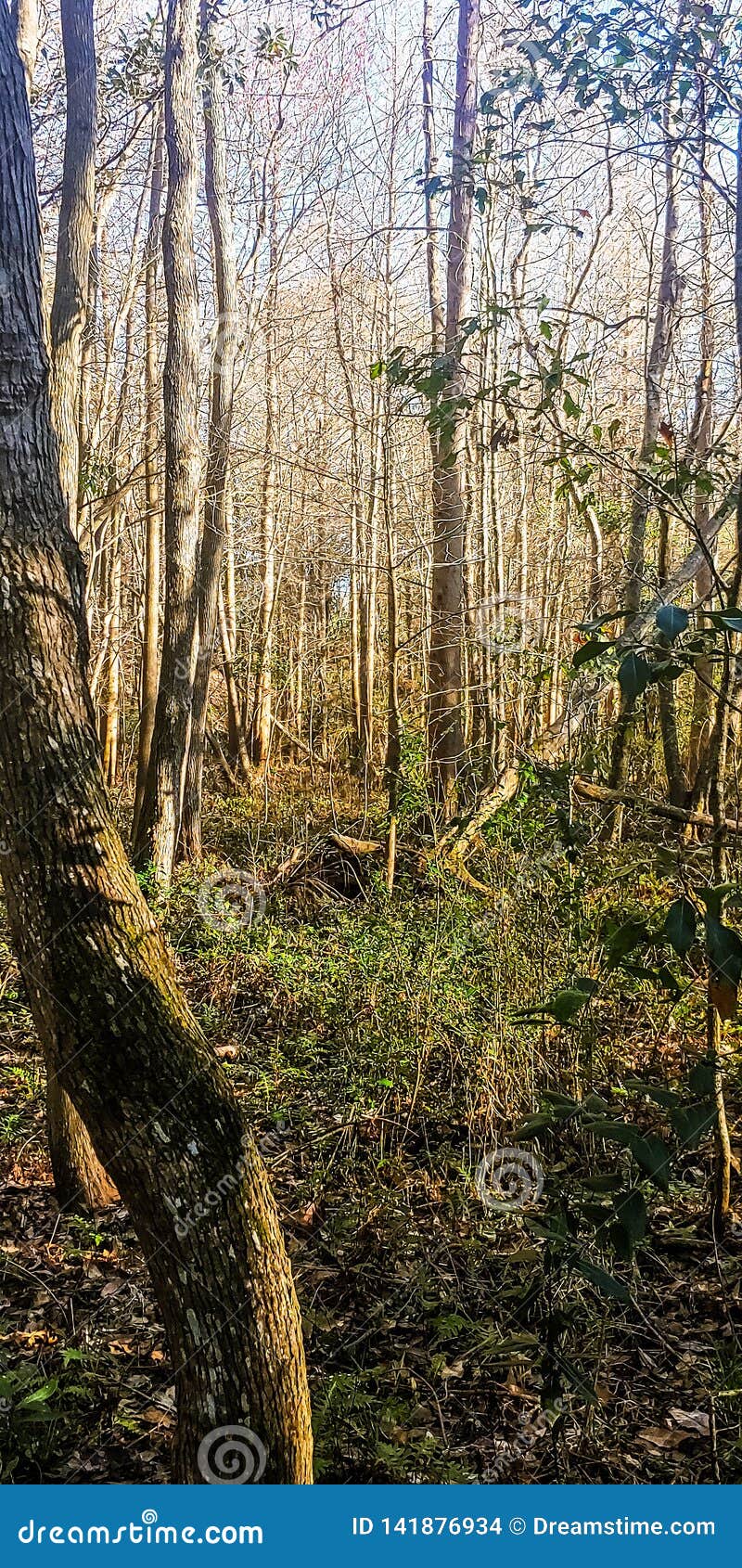 Alabama wildernes stock photo. Image of plant, trees - 141876934