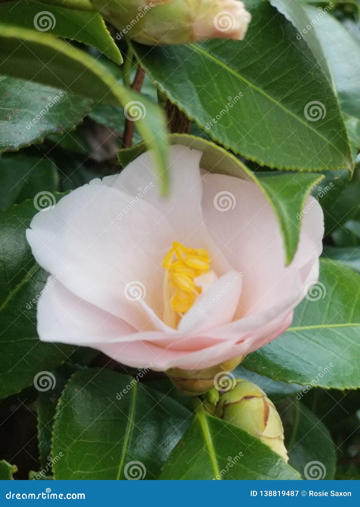 Alabama winter bloom stock image. Image of bloom, february - 138819487