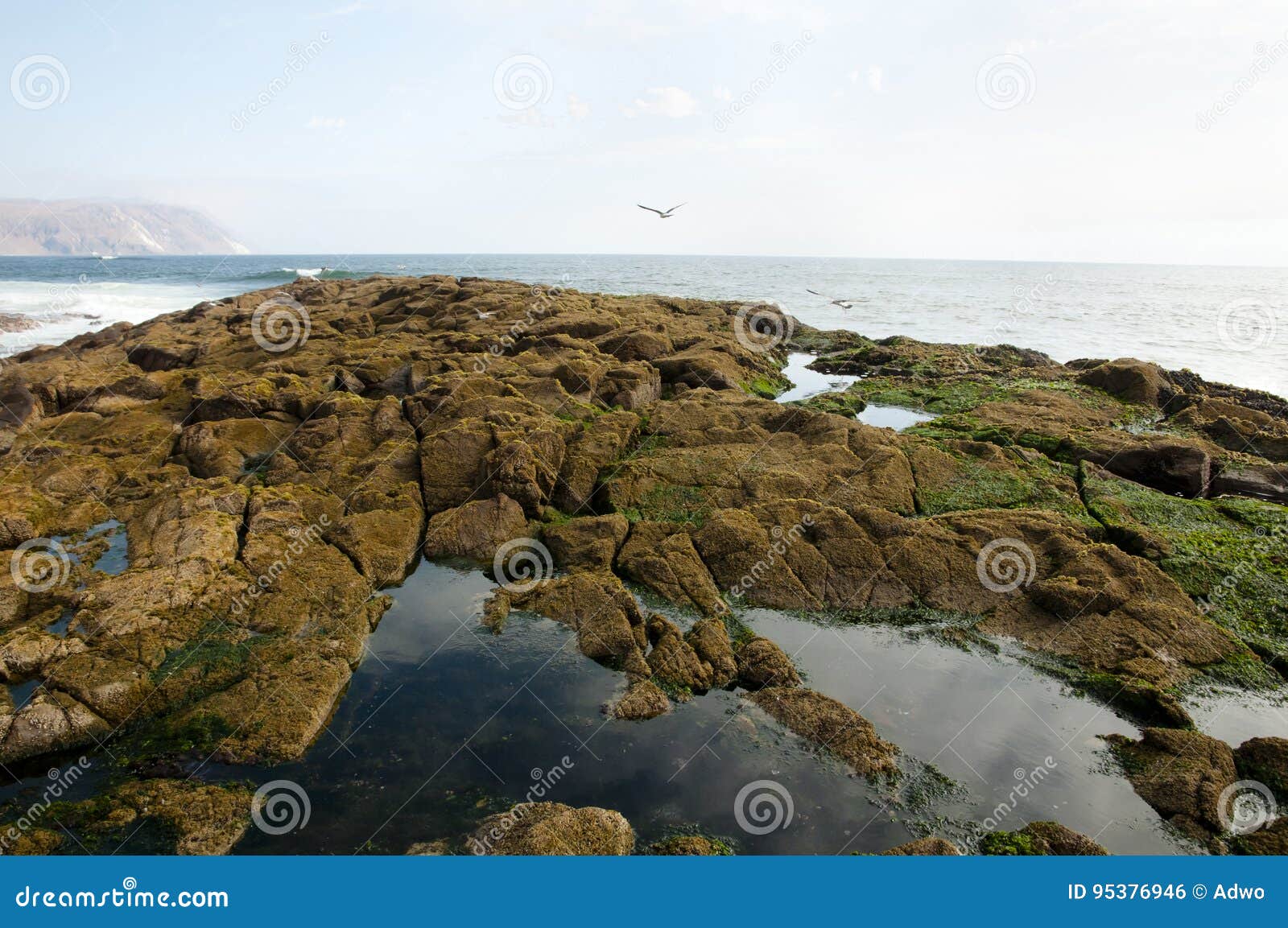 Alacran Island - Arica - Chile Stock Photo - Image of shore, rock: 95376946
