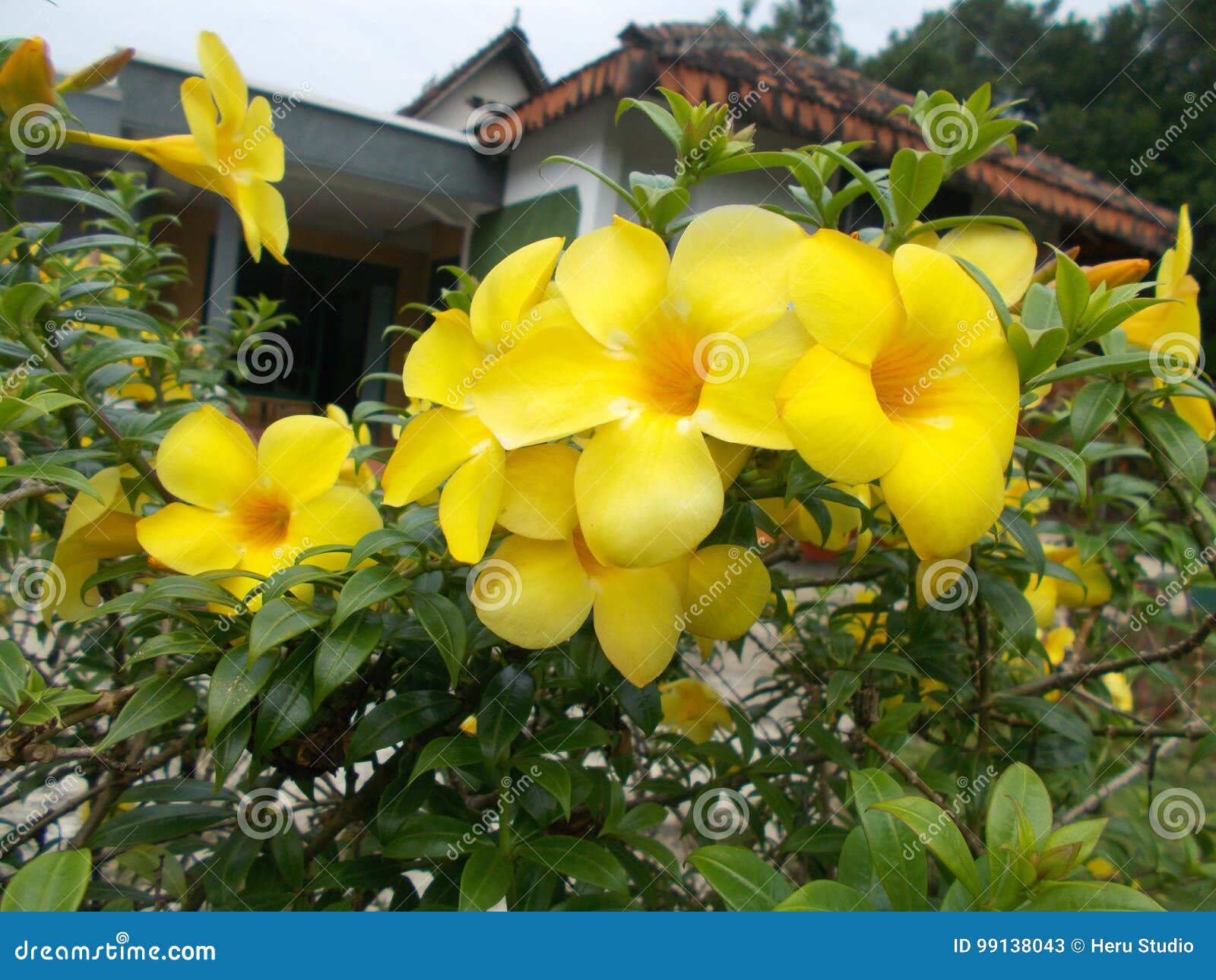 Alamanda flowers stock image. Image of blossom, flowers - 99138043