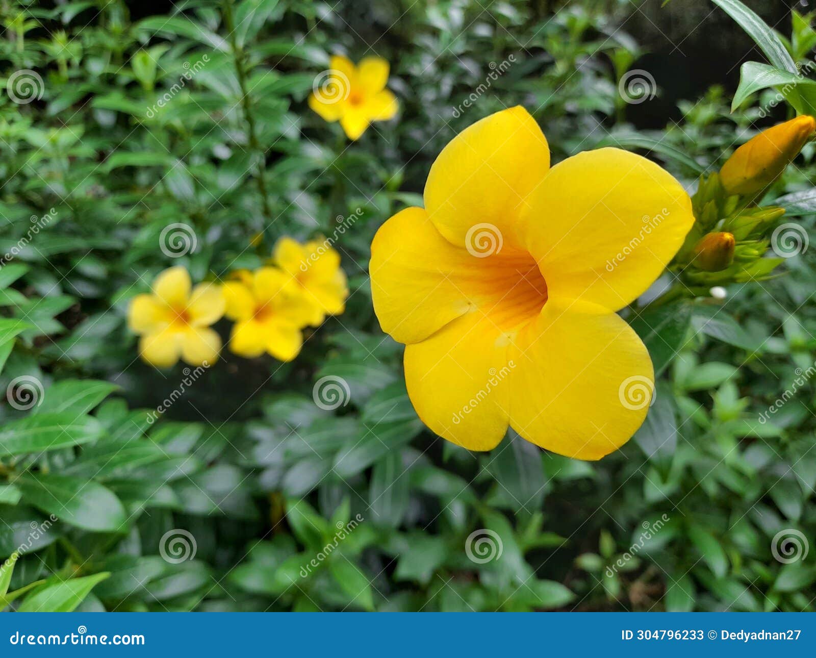 Alamanda Flower or Golden Trumpet Stock Image - Image of alamanda ...