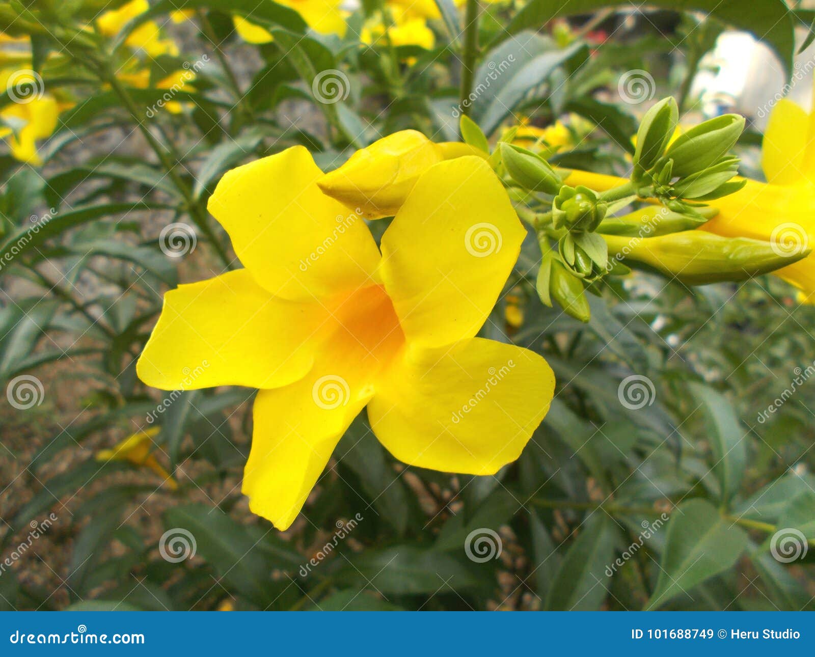 Alamanda Flower Closeups on the Tree Stock Image - Image of agro ...