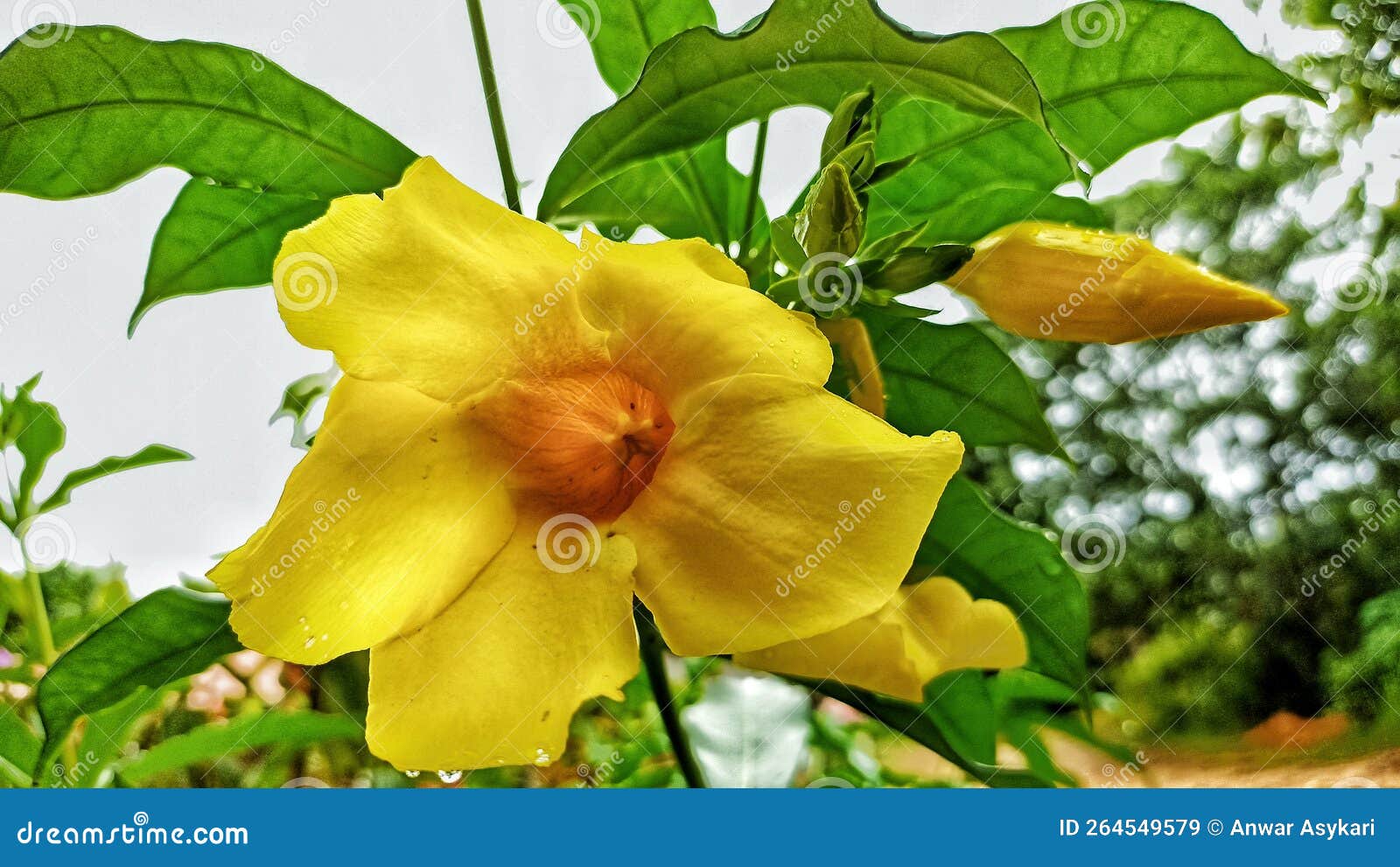 Alamanda flowers bloom stock image. Image of leaf, yellow - 264549579