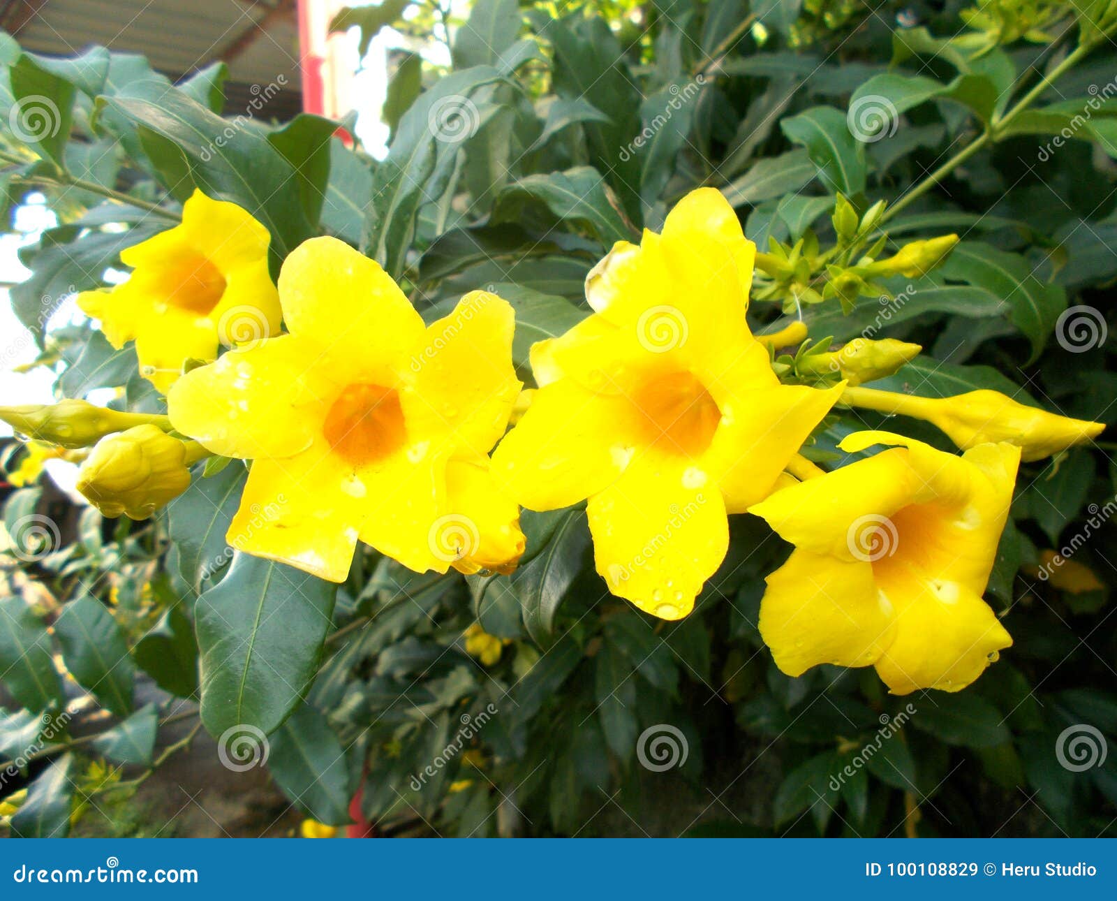 Alamanda Flowers Close Ups on the Tree Stock Image - Image of colourful ...