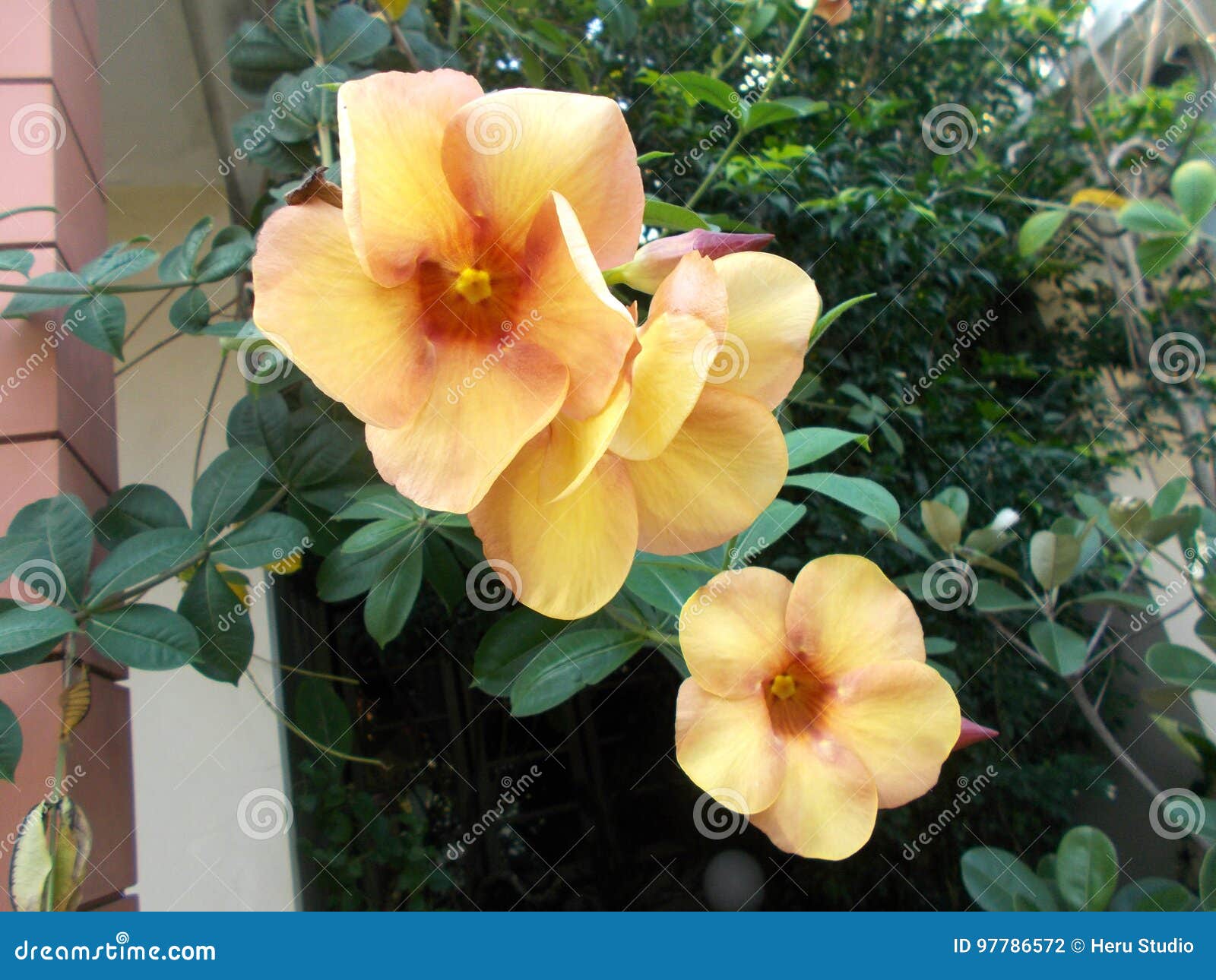 Alamanda orange flowers stock photo. Image of flowering - 97786572