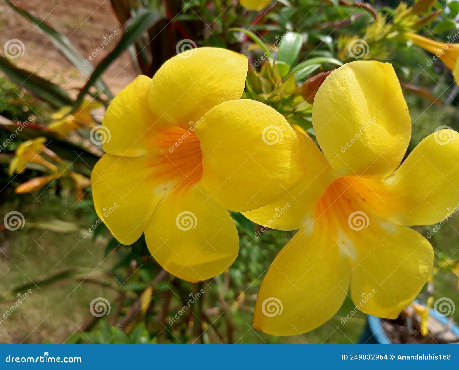 Alamanda, Una Flor Dorada Muy Hermosa Foto de archivo - Imagen de flor ...