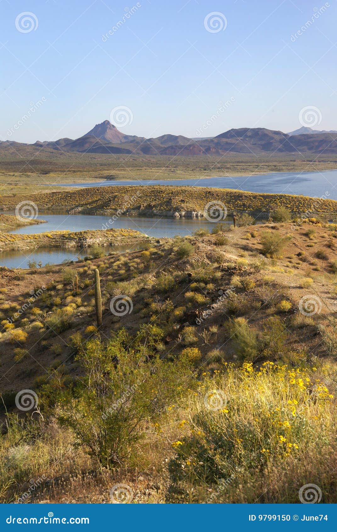Alamo Lake State Park in Arizona Stock Photo - Image of spring, state ...