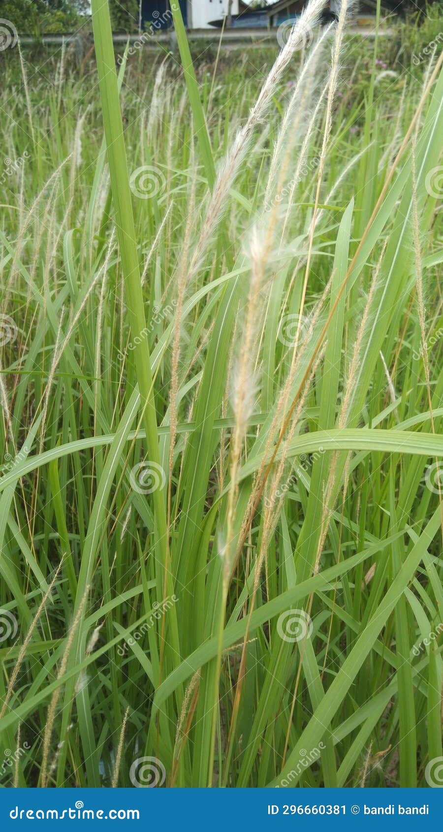 Alang Alang Type Grass Plant Stock Photos - Free & Royalty-Free Stock ...