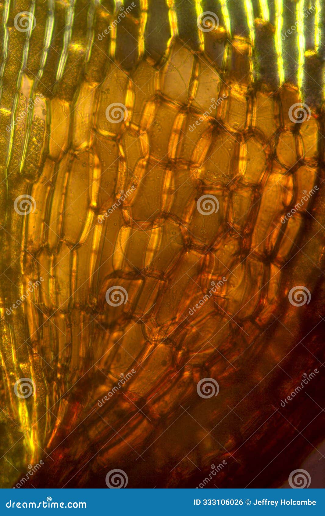 Alar Cells of a Branch Leaf from a Broom Moss Stock Photo - Image of ...