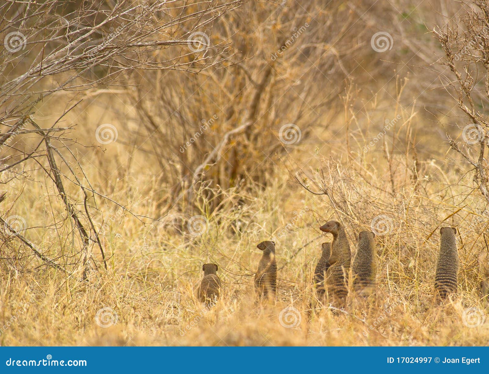 Alarm in Banded Mongoose Family Stock Image - Image of animal, clever ...