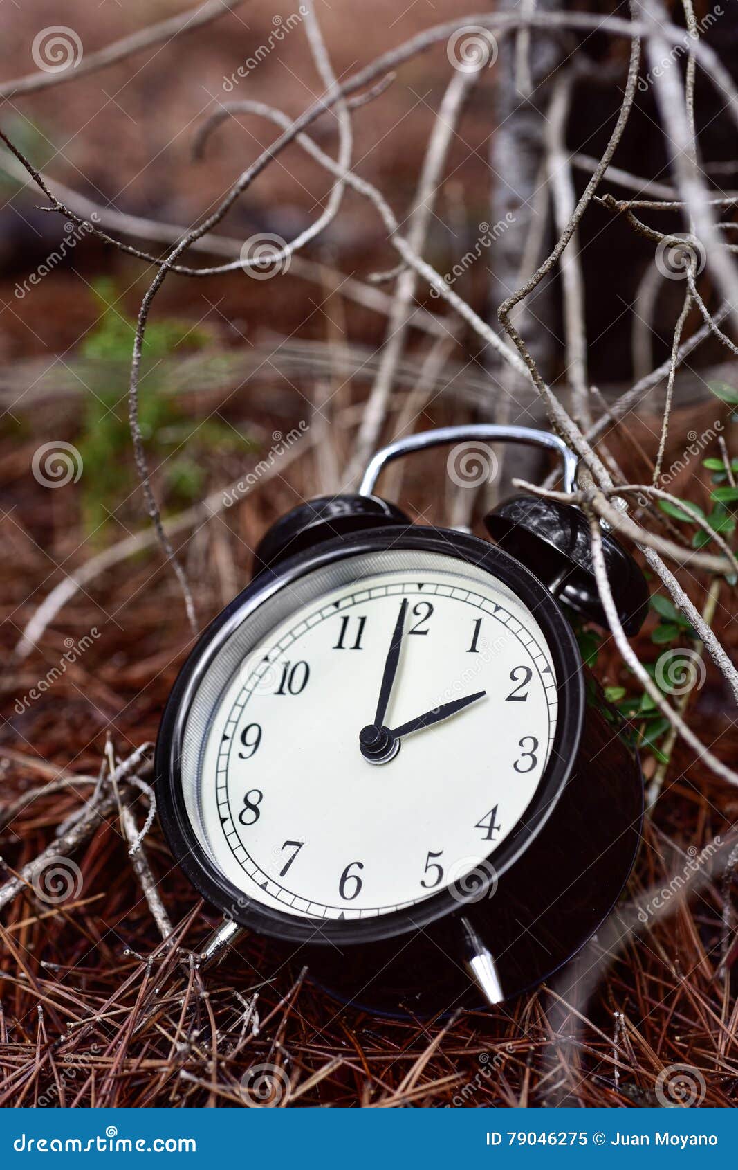 Alarm Clock in the Forest in Autumn Stock Image - Image of sign, adjust ...