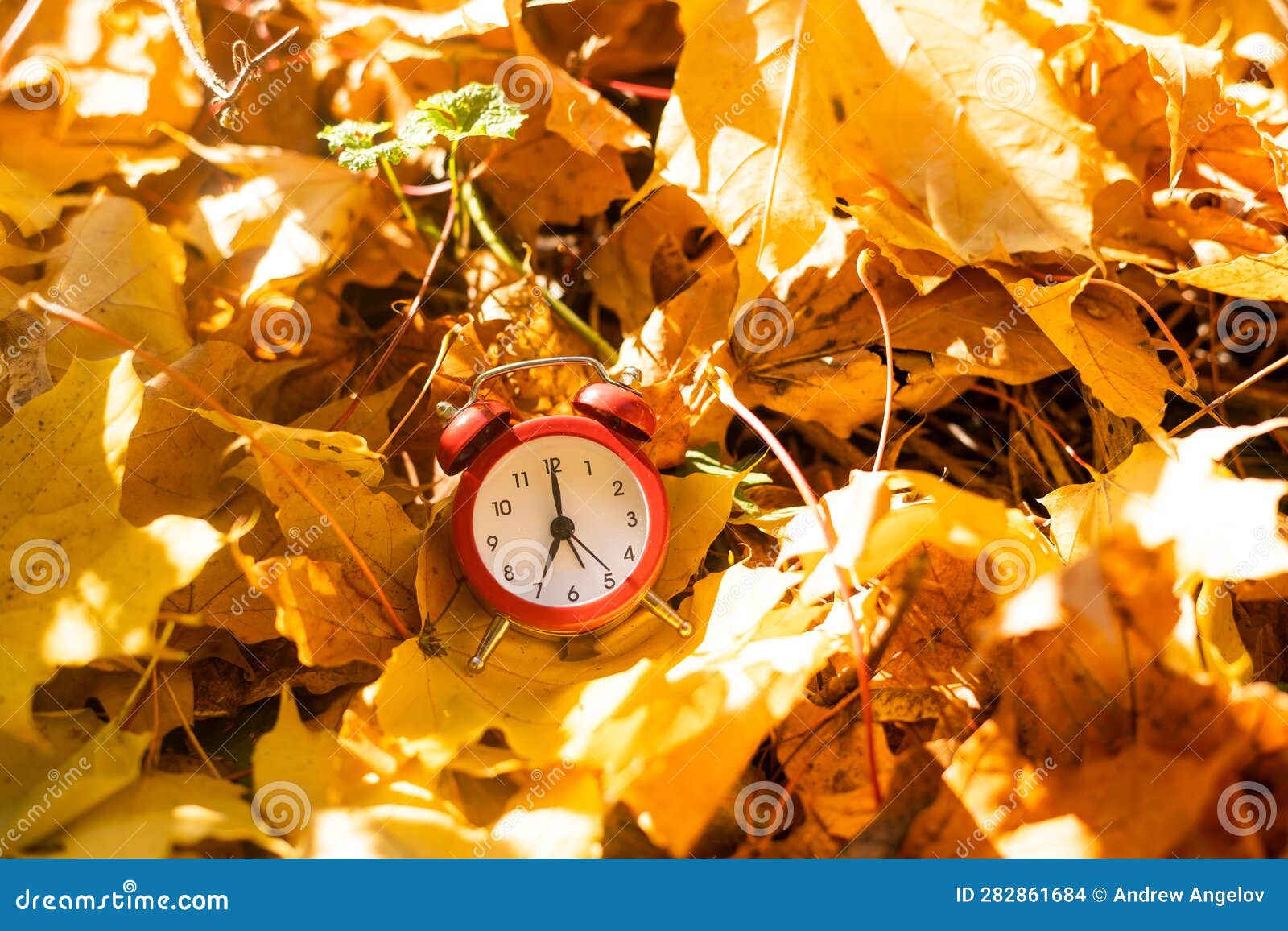 Alarm Clock and Maple Autumn Leaves on a Yellow Background Stock Photo ...