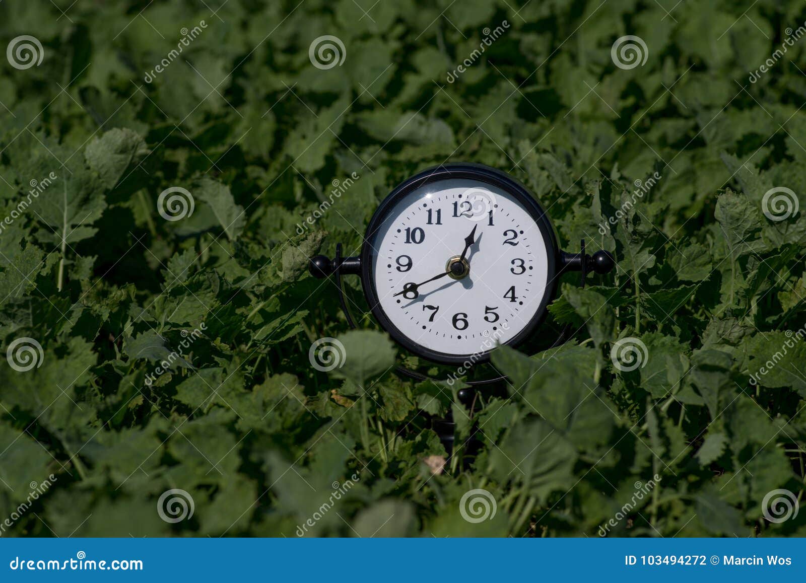 Alarm Clock in Sunlit Spring Field Stock Photo - Image of object ...