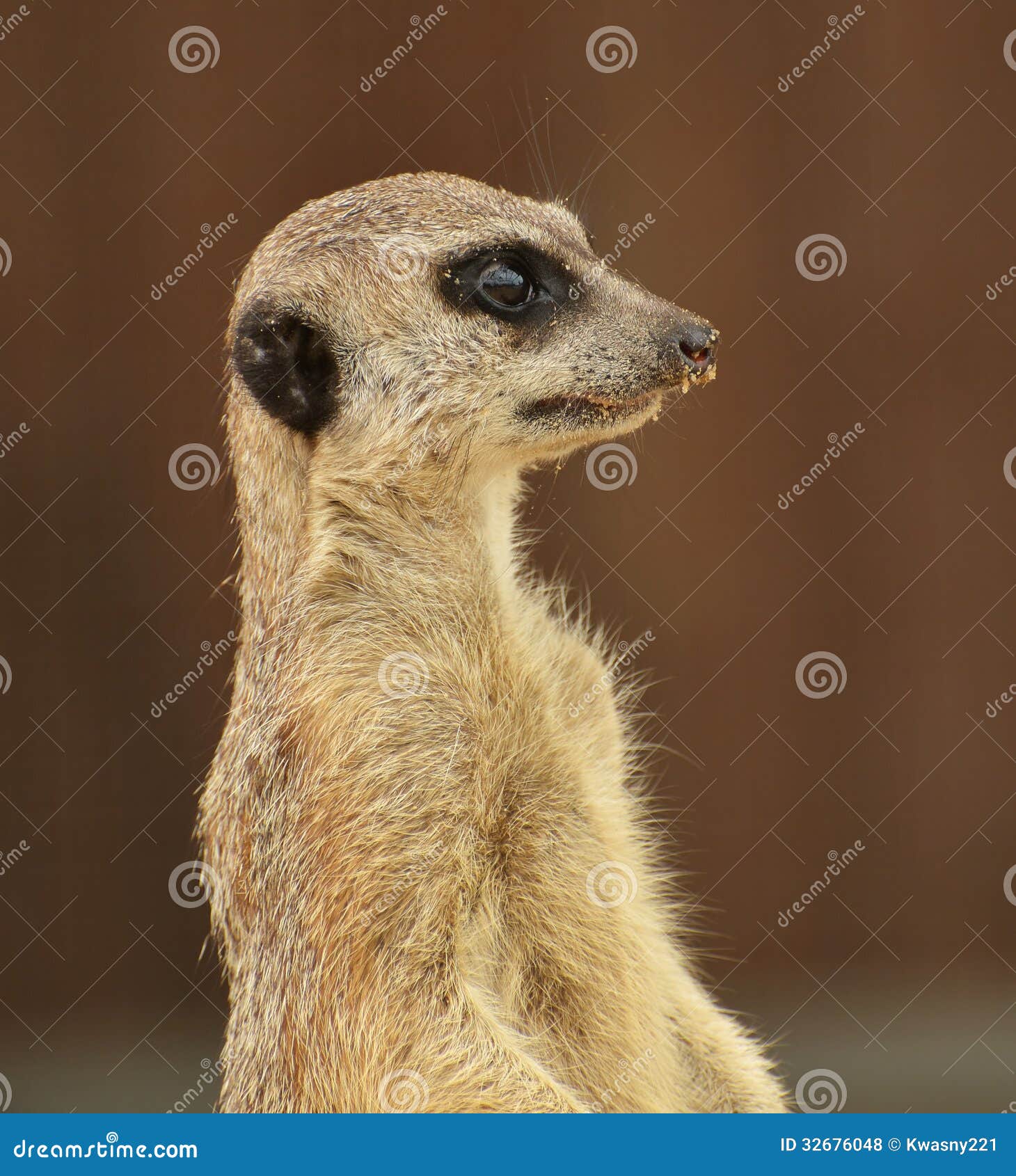 Alarm meerkat stock foto. Image of kalahari, zuiden, zoogdier - 32676048