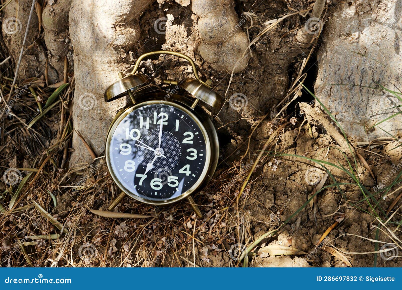Alarm O Clock Showing 7 O Clock on Soil Near To Tree. Stock Photo ...