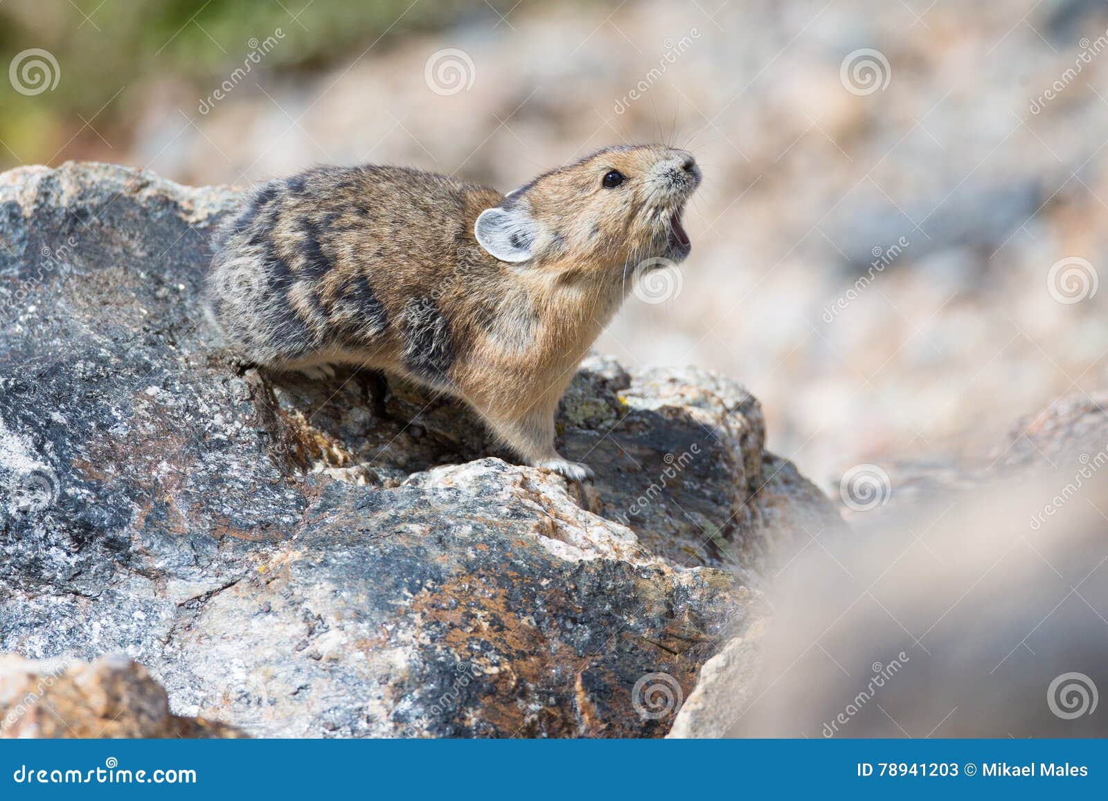 Alarm stock image. Image of grass, diurnal, grasses, collecting - 78941203