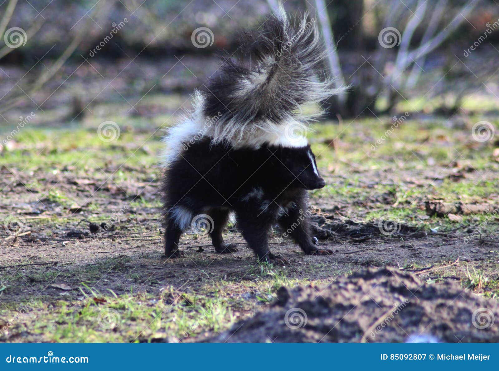 Alarma de la mofeta rayada imagen de archivo. Imagen de holandés - 85092807