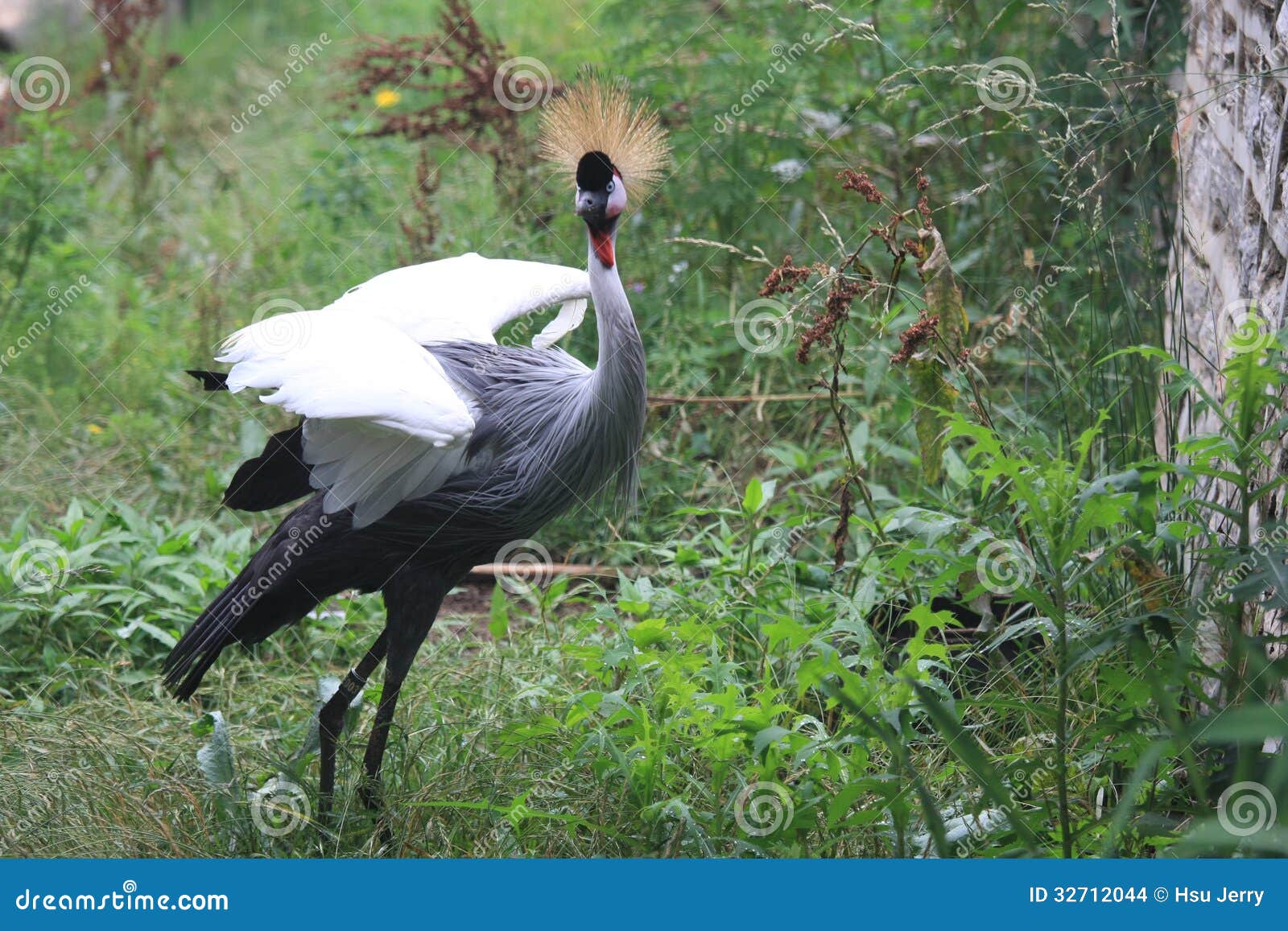 A alarmed bird stock photo. Image of animal, wild, stand - 32712044