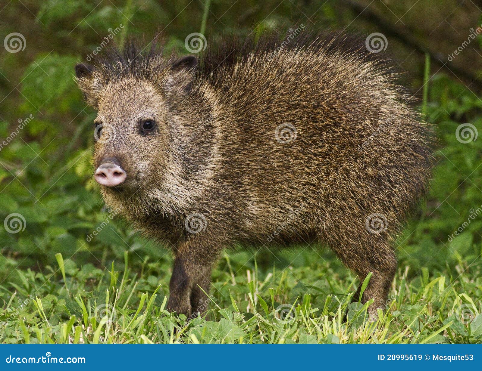 Alarmed javelina stock image. Image of outdoors, animals - 20995619