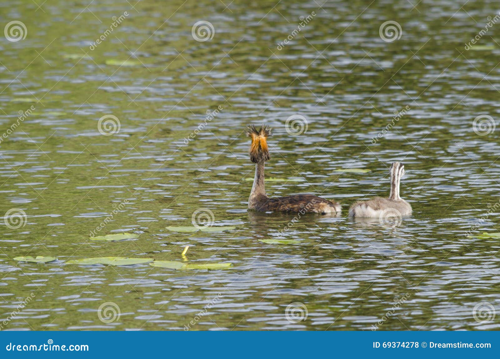 Alarmed stock photo. Image of water, biodiversity, animals - 69374278