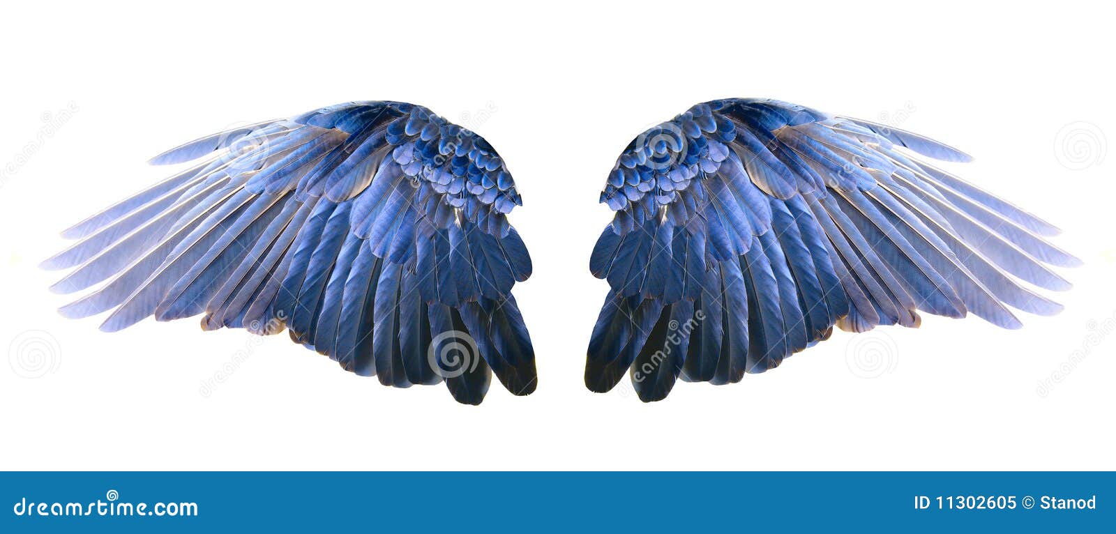 Alas azules imagen de archivo. Imagen de hoja, pluma - 11302605
