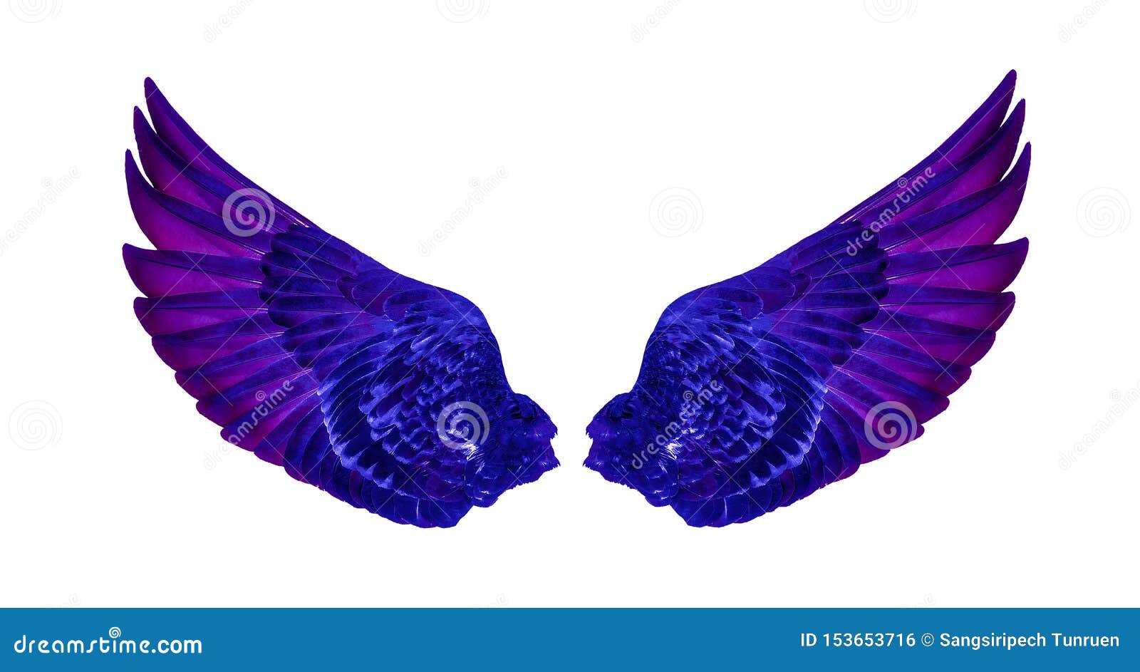 Alas De Aves Aisladas Sobre Fondo Blanco Foto de archivo - Imagen de ...