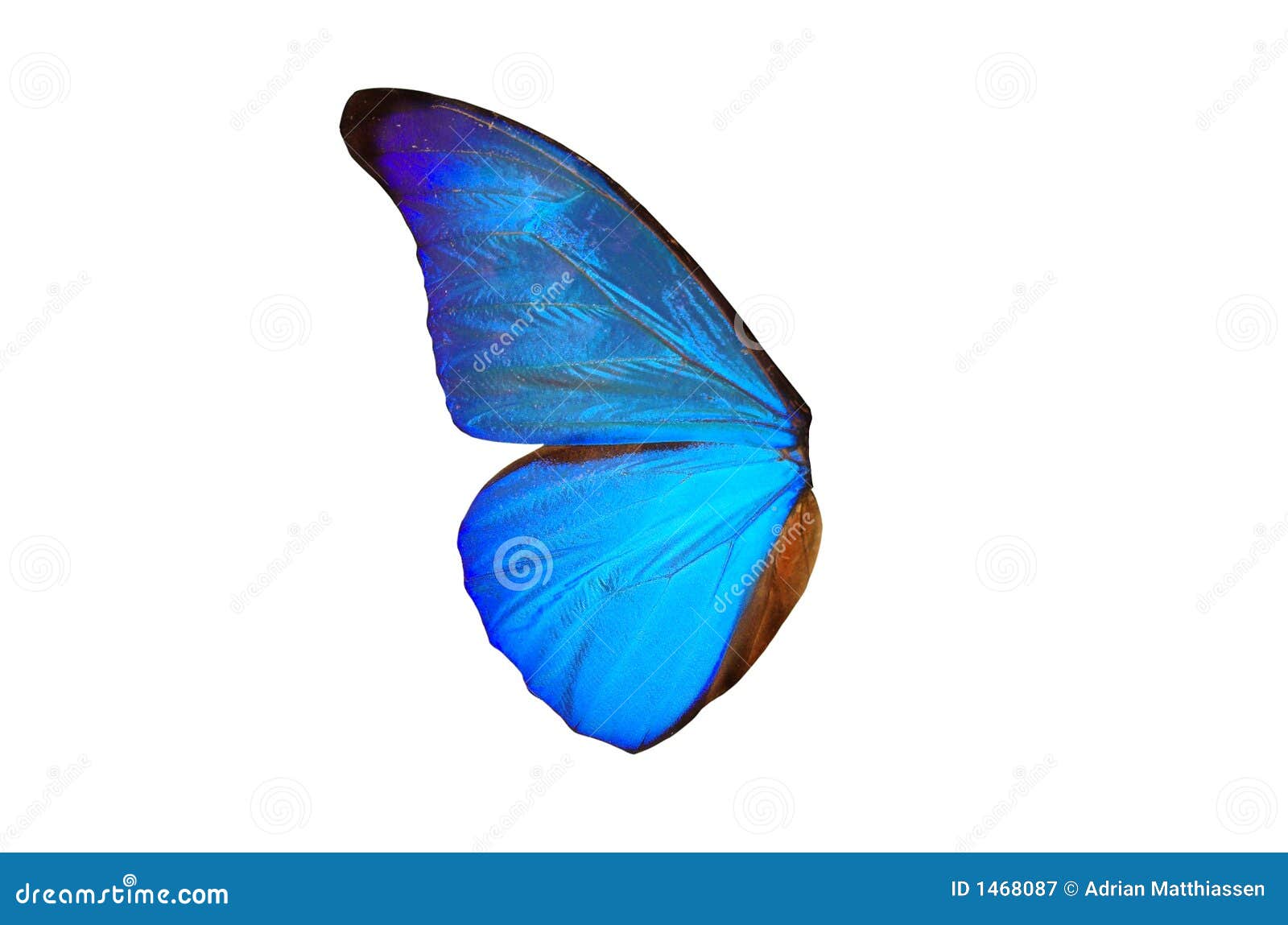 Alas de hadas imagen de archivo. Imagen de hada, refleje - 1468087