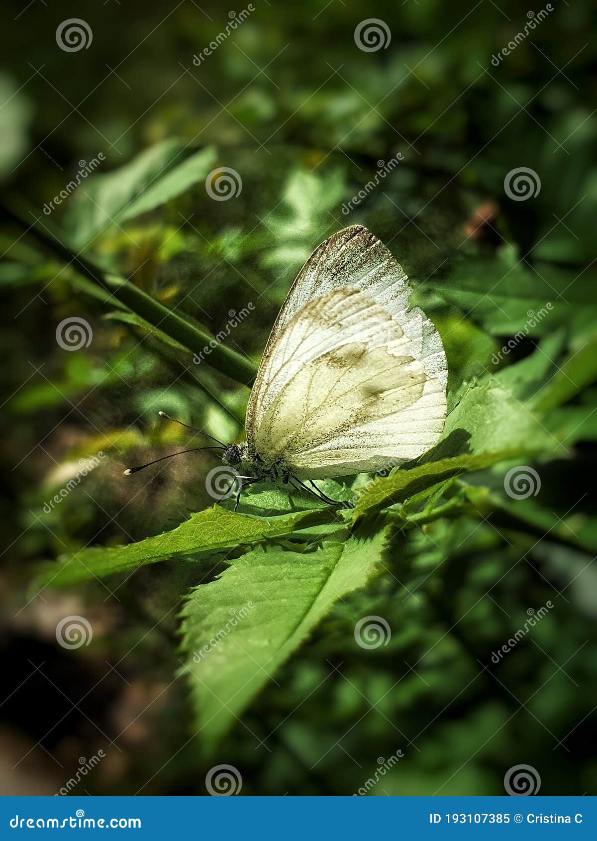 Alas de una mariposa imagen de archivo. Imagen de insecto - 193107385