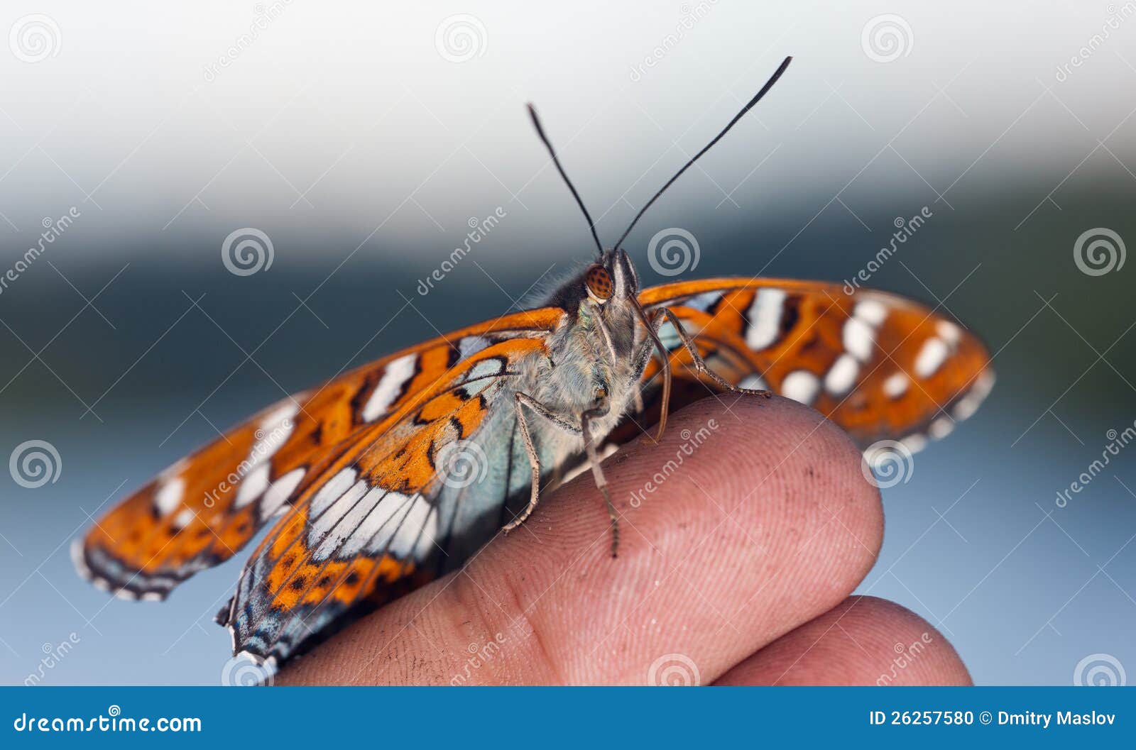Alas de una mariposa foto de archivo. Imagen de exterior - 26257580