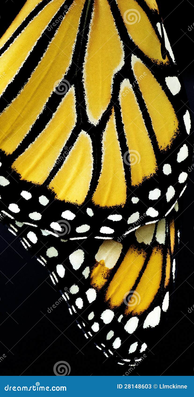 Alas de una mariposa imagen de archivo. Imagen de flores - 28148603