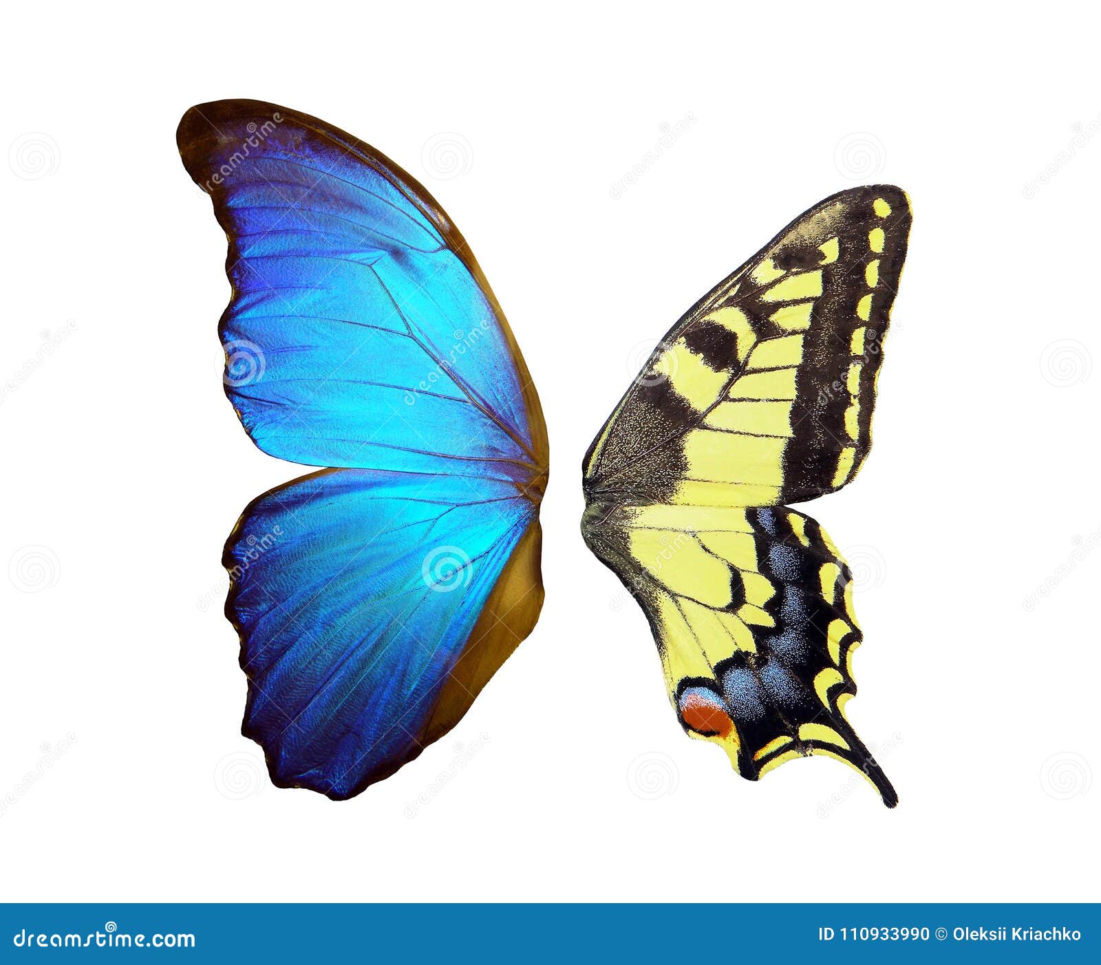 Alas De Una Mariposa En Blanco Foto de archivo - Imagen de libre, mosca ...