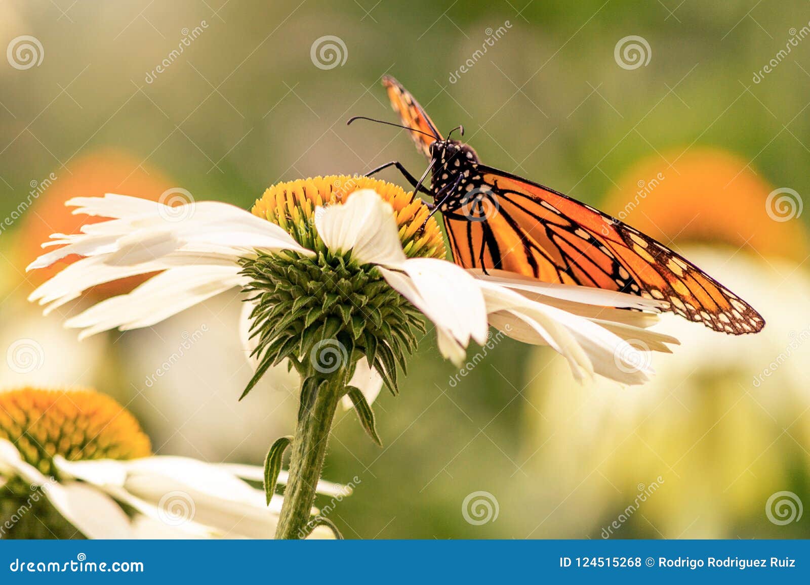 Alas De Una Mariposa De Monarca Foto de archivo - Imagen de vibrante ...