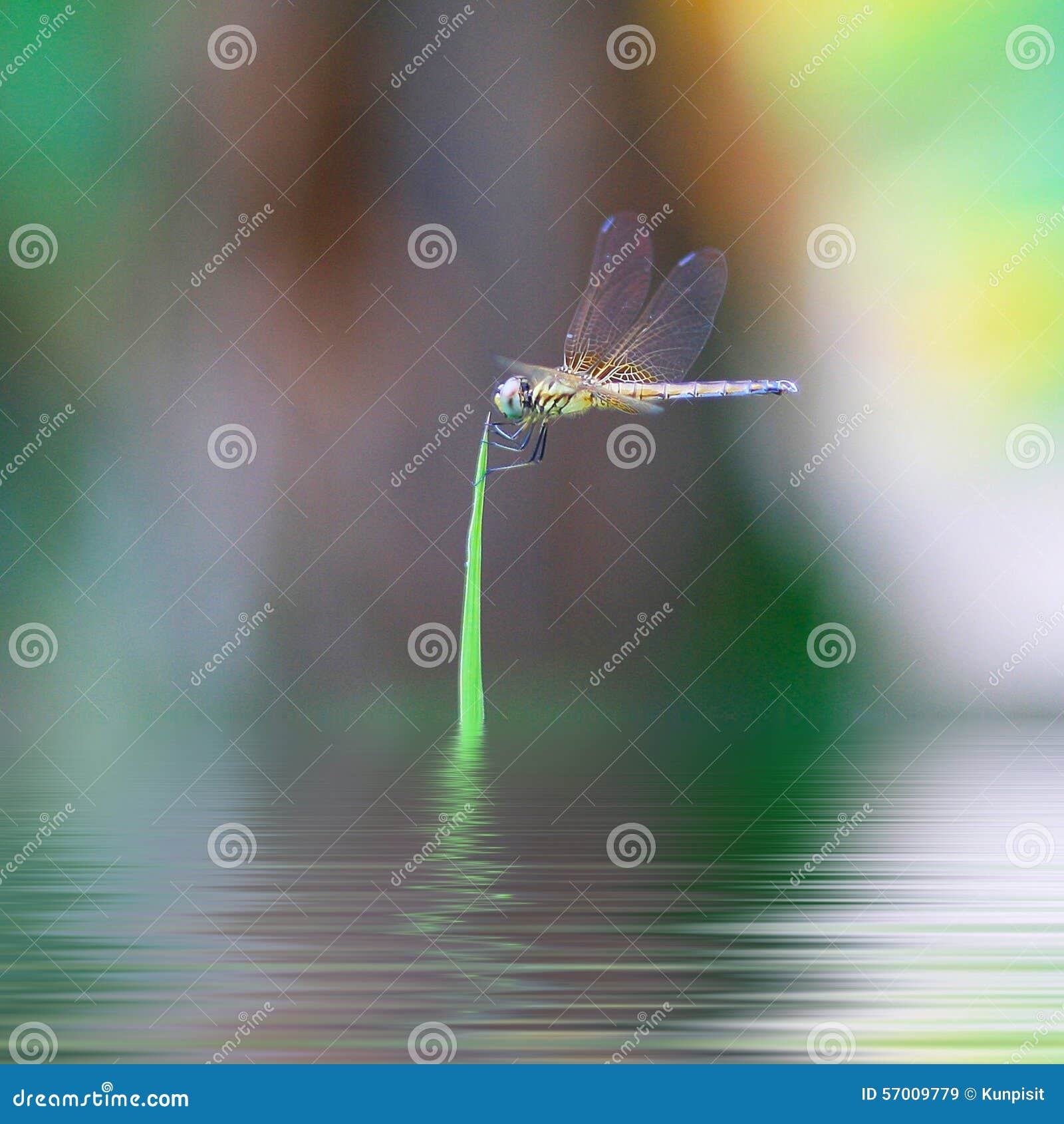 Alas del insecto imagen de archivo. Imagen de fondo, canal - 57009779