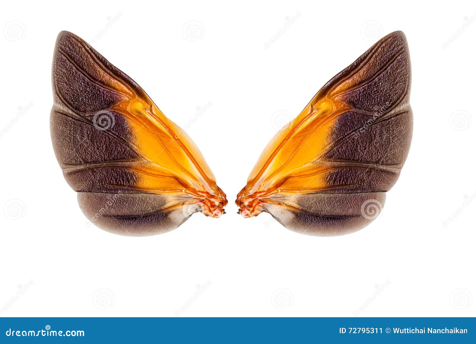 Alas del insecto imagen de archivo. Imagen de detalles - 72795311